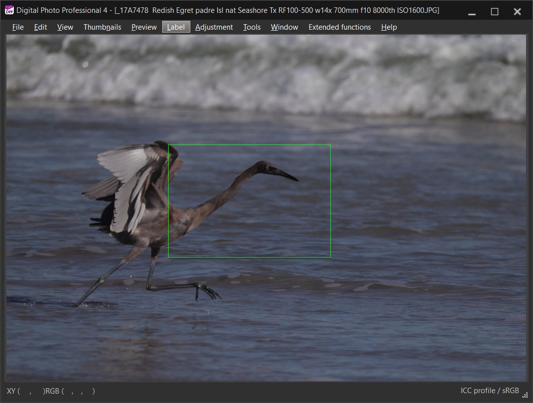 Canon R5 II - Focus issues with light at 90 degrees. | Canon RF ...