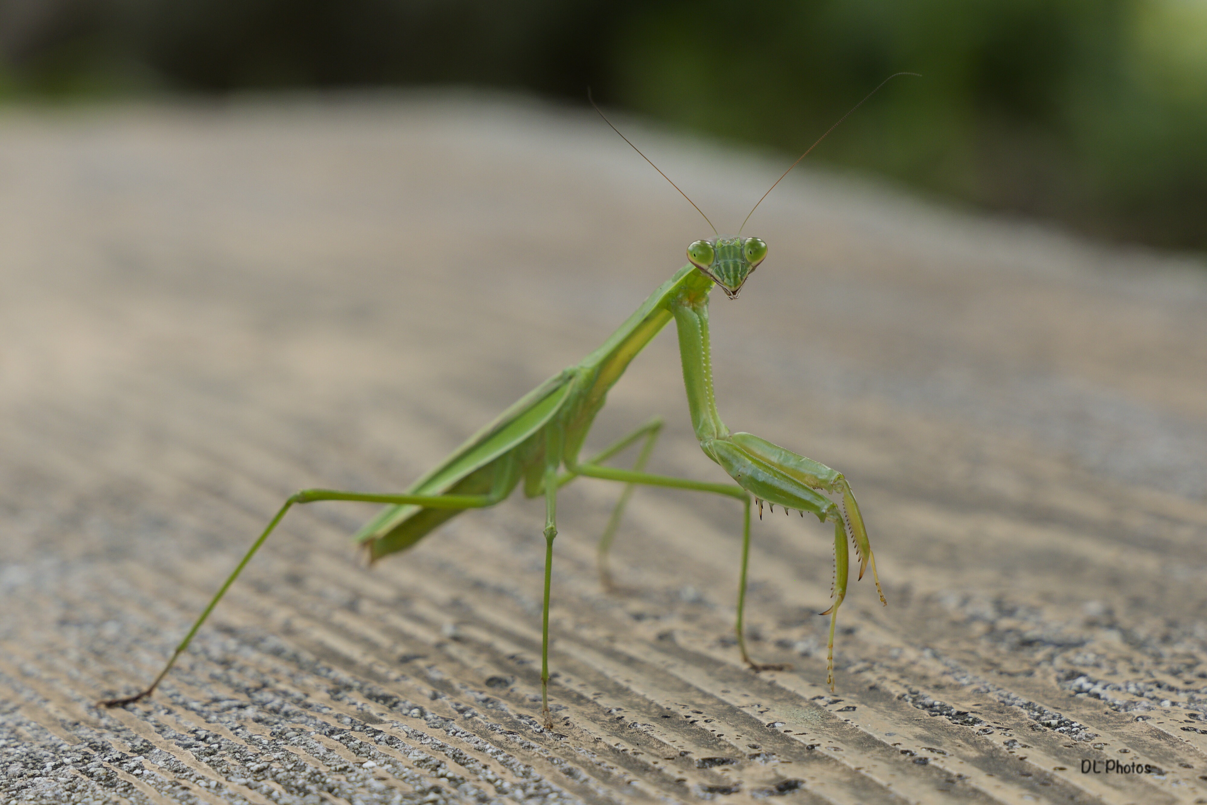 カマキリ (kamakiri) | Canon RF Shooters Forums
