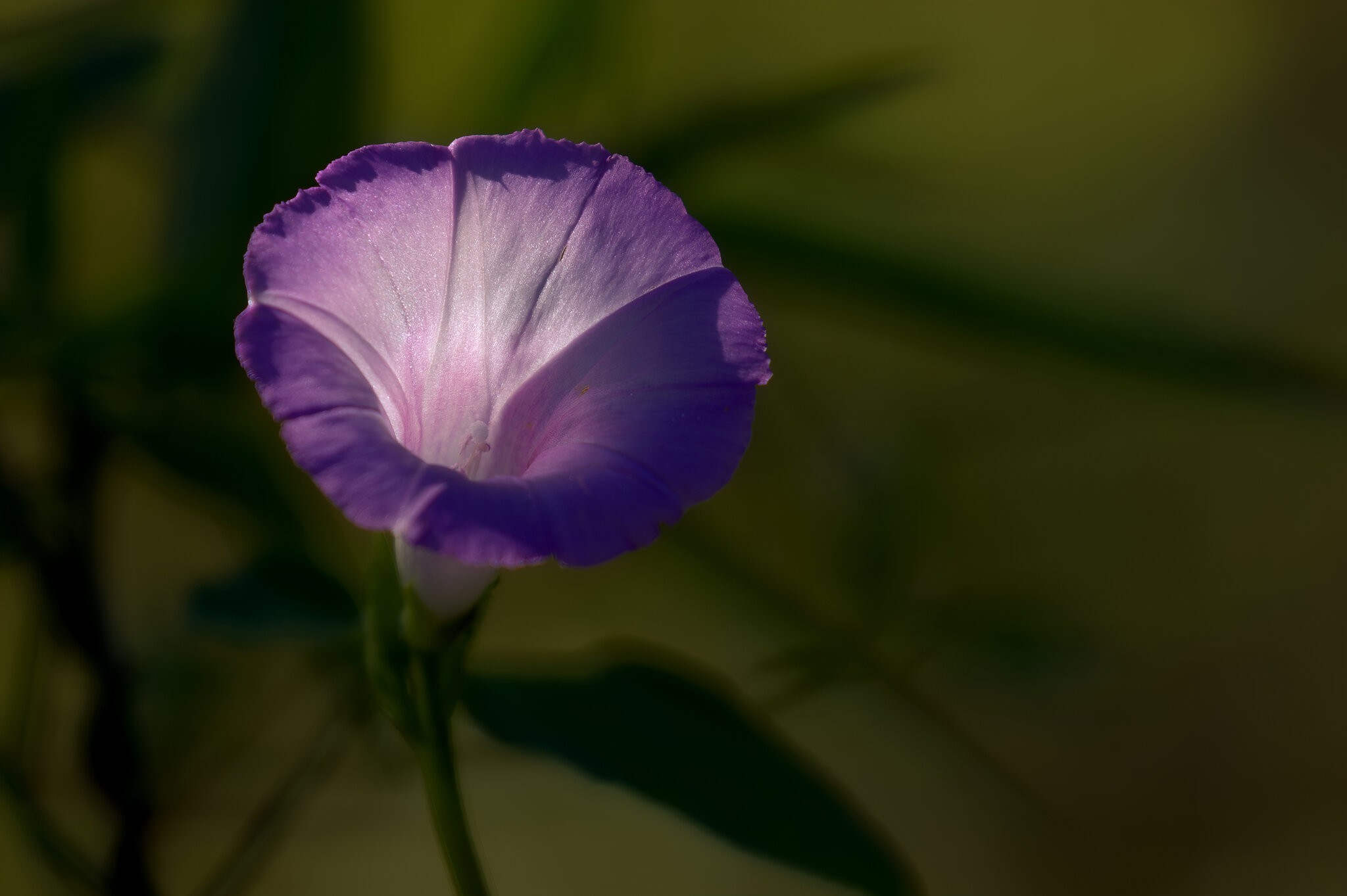 202309_CR7_2672-CR3 -1.jpg | Canon RF Shooters Forums