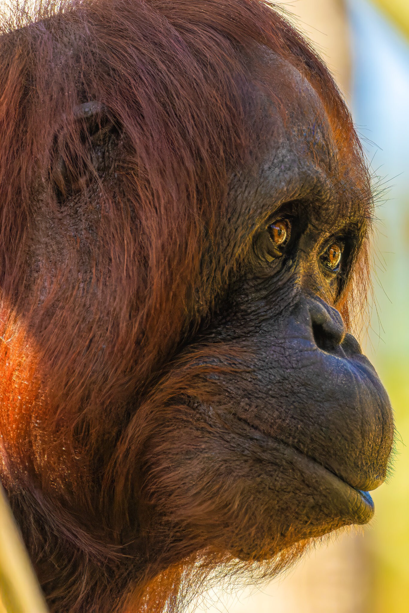 202310_CR7_4856-CR3-Edit-Enhanced-SR.jpg | Canon RF Shooters Forums