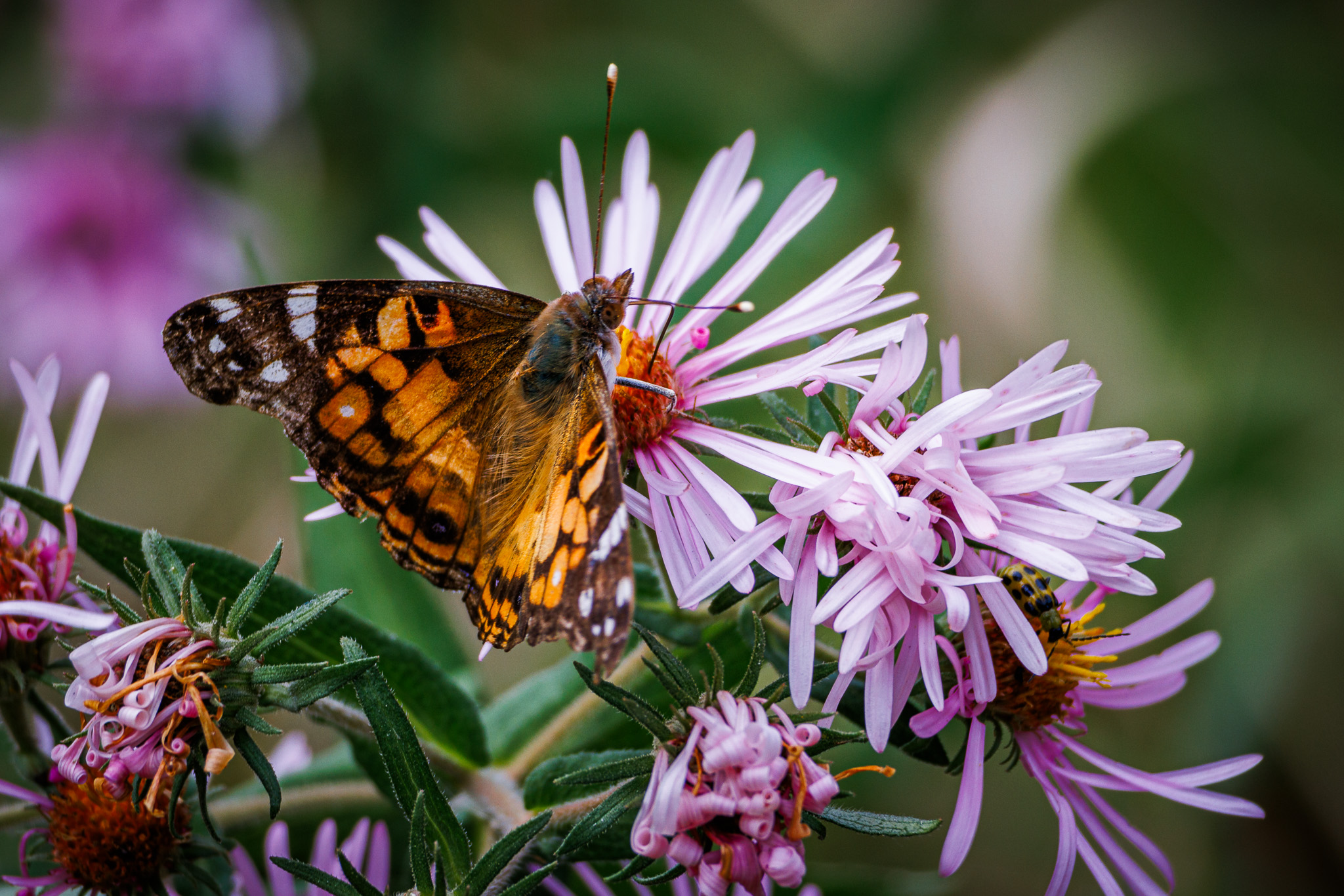 20241002_4471.jpg | Canon RF Shooters Forums