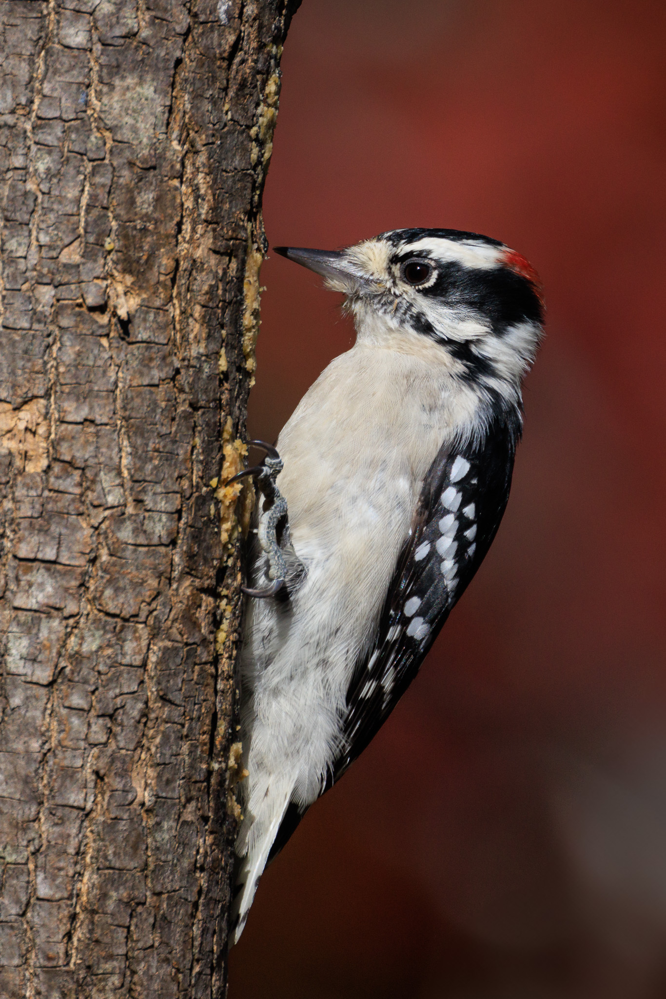 20241019_7161.jpg | Canon RF Shooters Forums