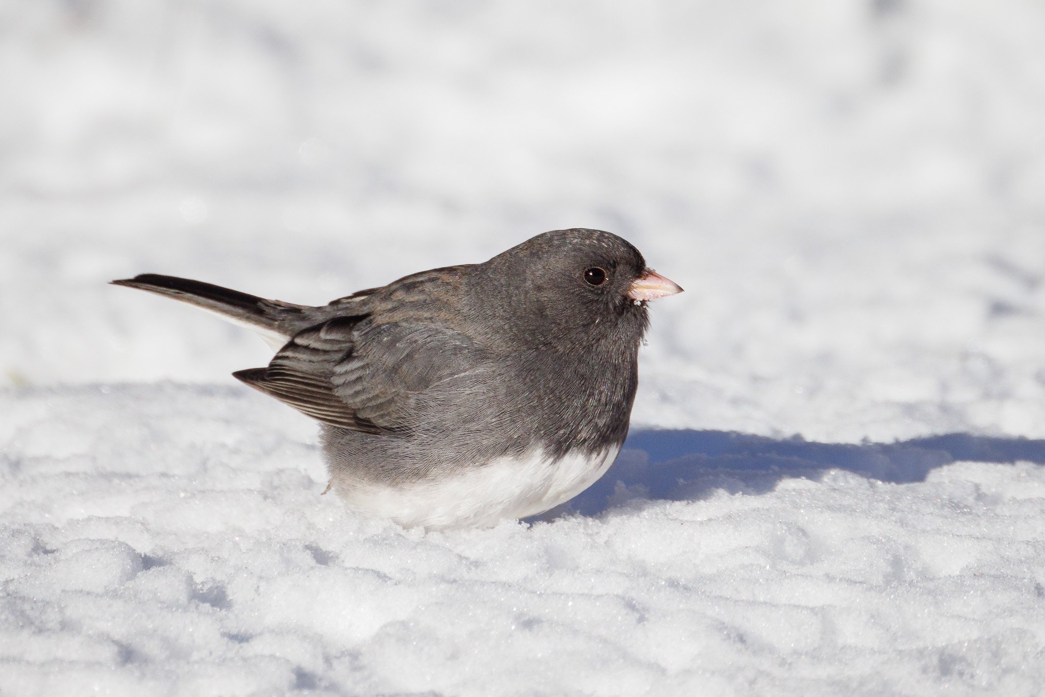 20241222_2335.jpg | Canon RF Shooters Forums