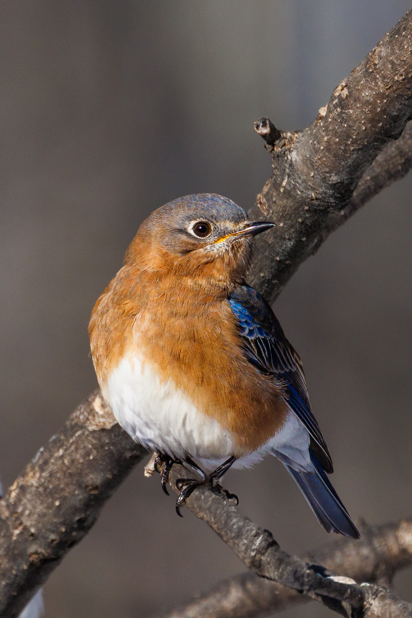 20241222_3038.jpg | Canon RF Shooters Forums