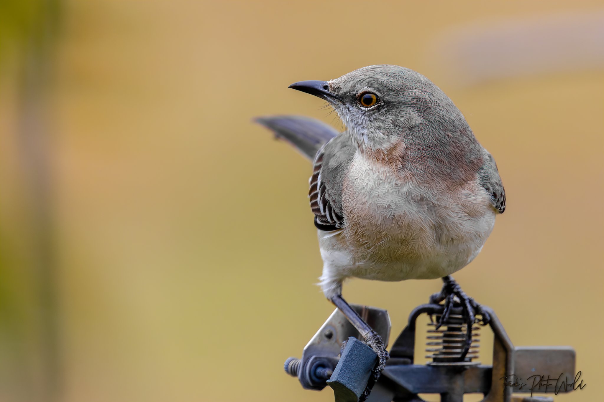 20250115-R6I-134802.jpg | Canon RF Shooters Forums