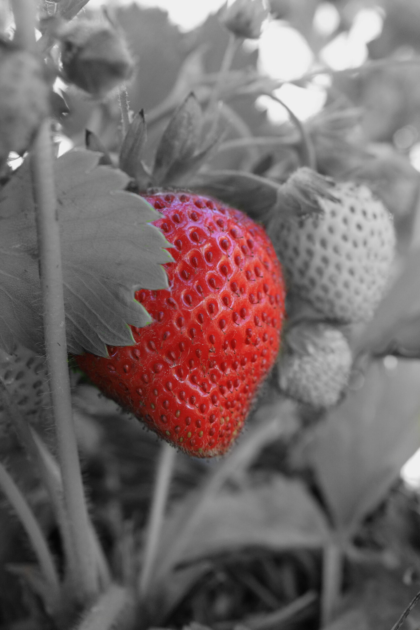 36B6728C-81D1-4A11-B552-ED0426925675.jpeg | Canon RF Shooters Forums