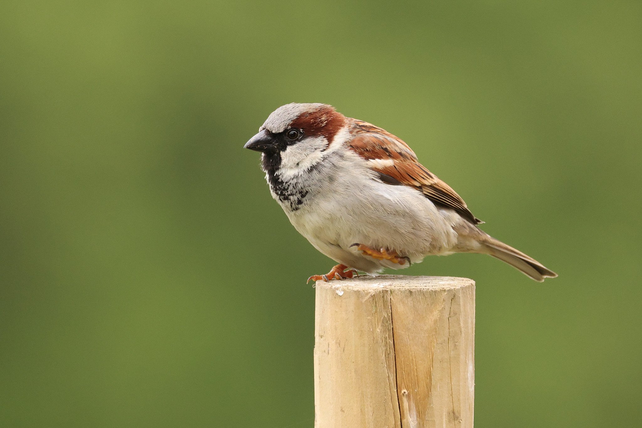 483A8285-House-Sparrow-2048px.jpg | Canon RF Shooters Forums
