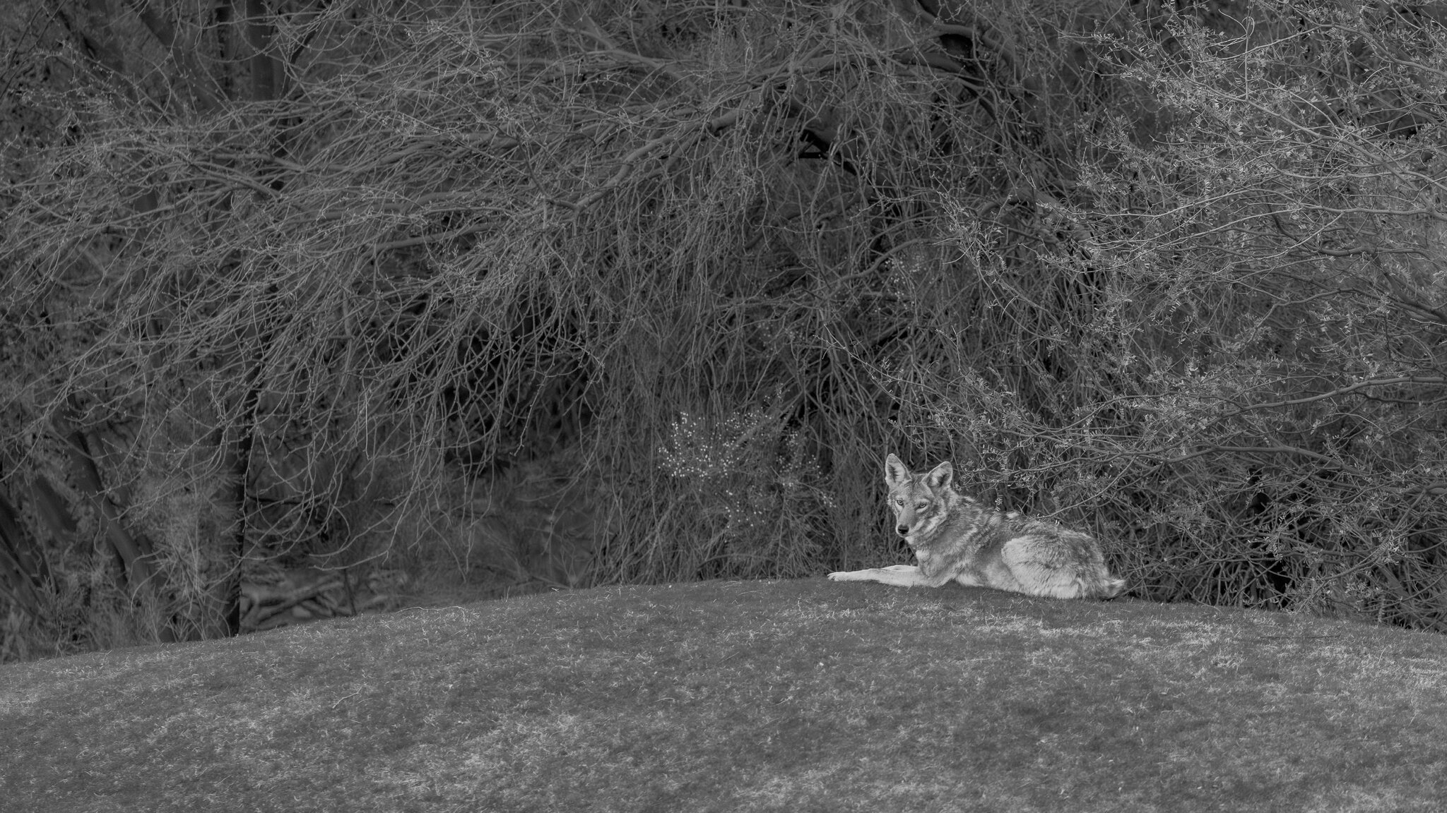 4P9A3829-Enhanced-NR.jpg | Canon RF Shooters Forums