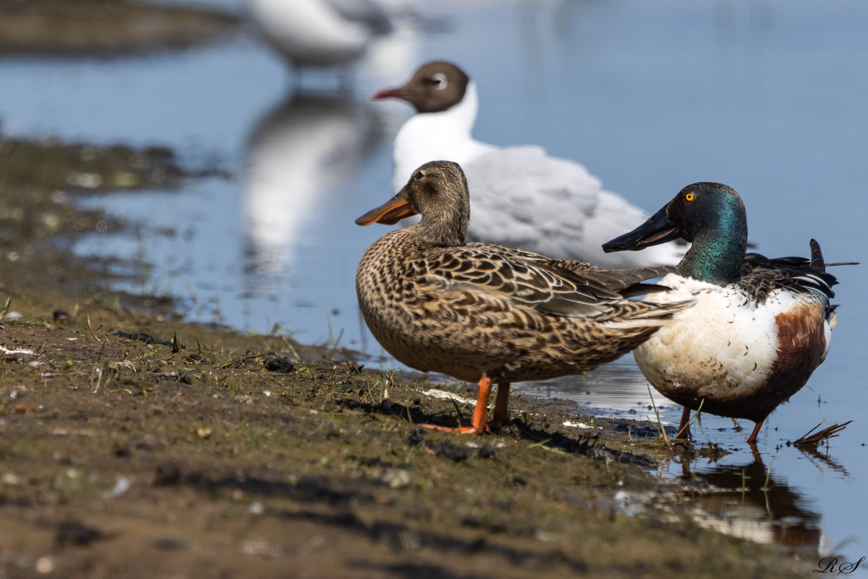 5D2A2449.jpg Skedand | Canon RF Shooters Forums