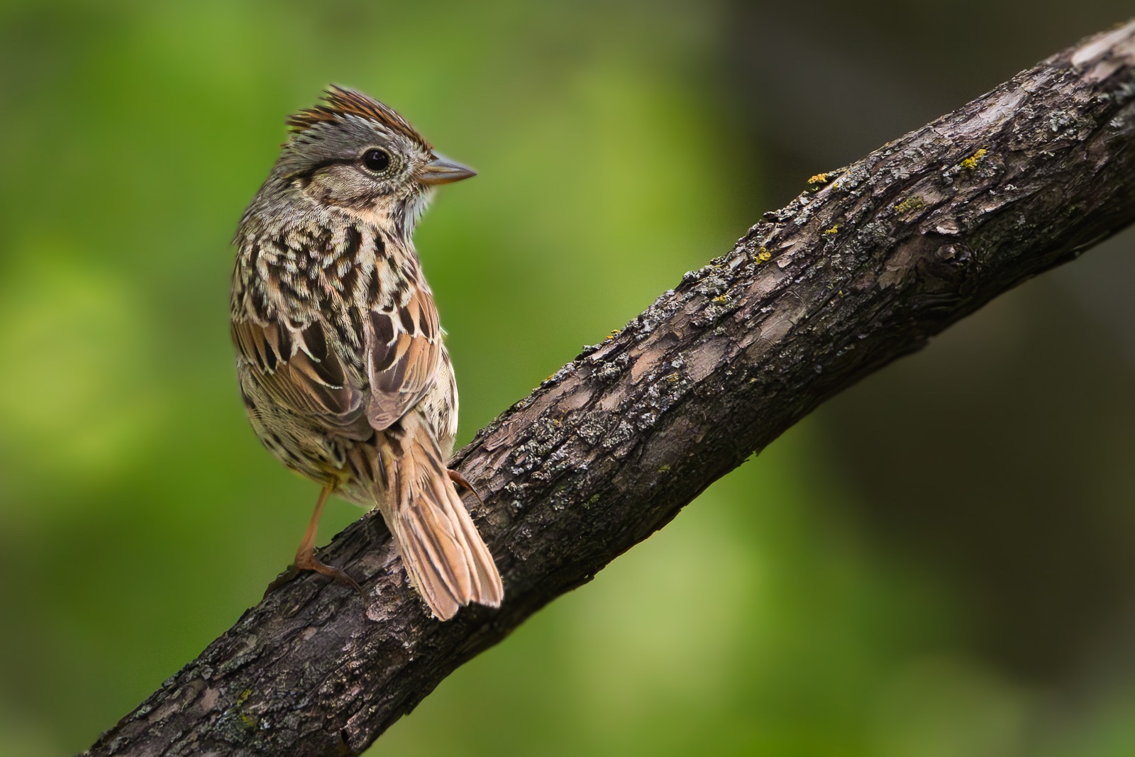 _G7A6996-Edit.jpg | Canon RF Shooters Forums