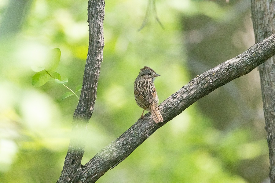 _G7A6996.jpg | Canon RF Shooters Forums