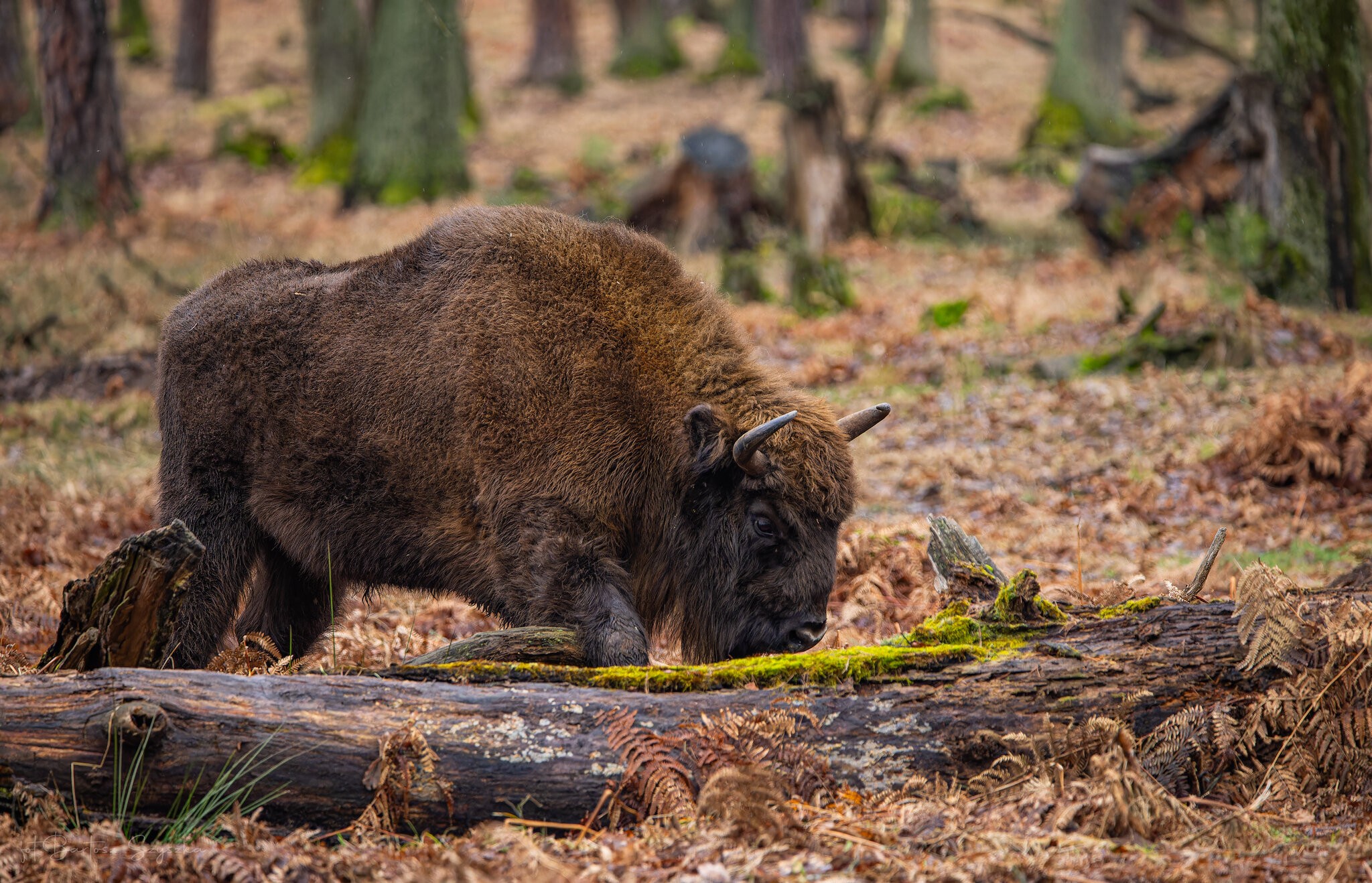 _MG_2126-CR3_DxO_DeepPRIMEXD.jpg | Canon RF Shooters Forums