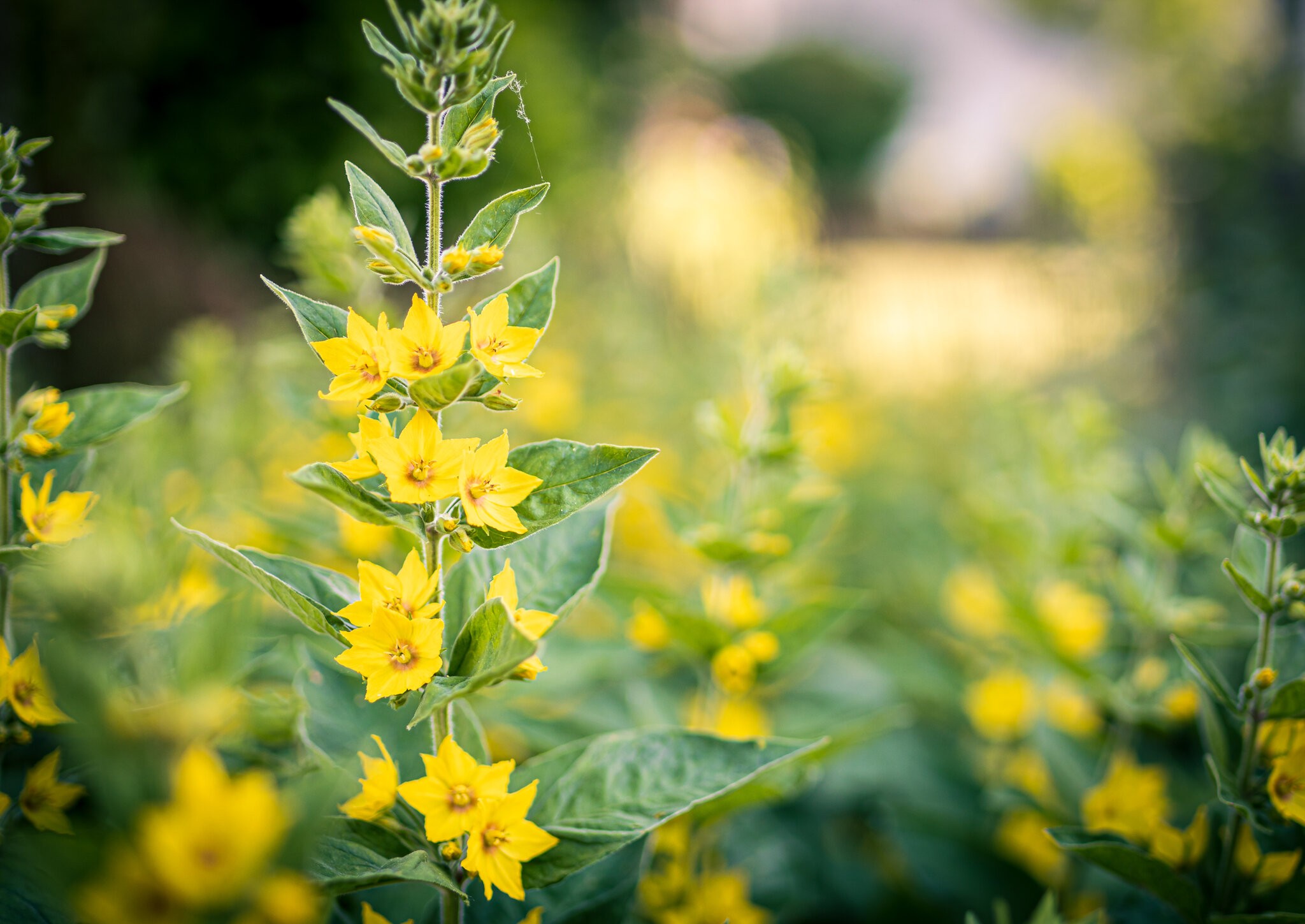 _MG_3734.jpg | Canon RF Shooters Forums