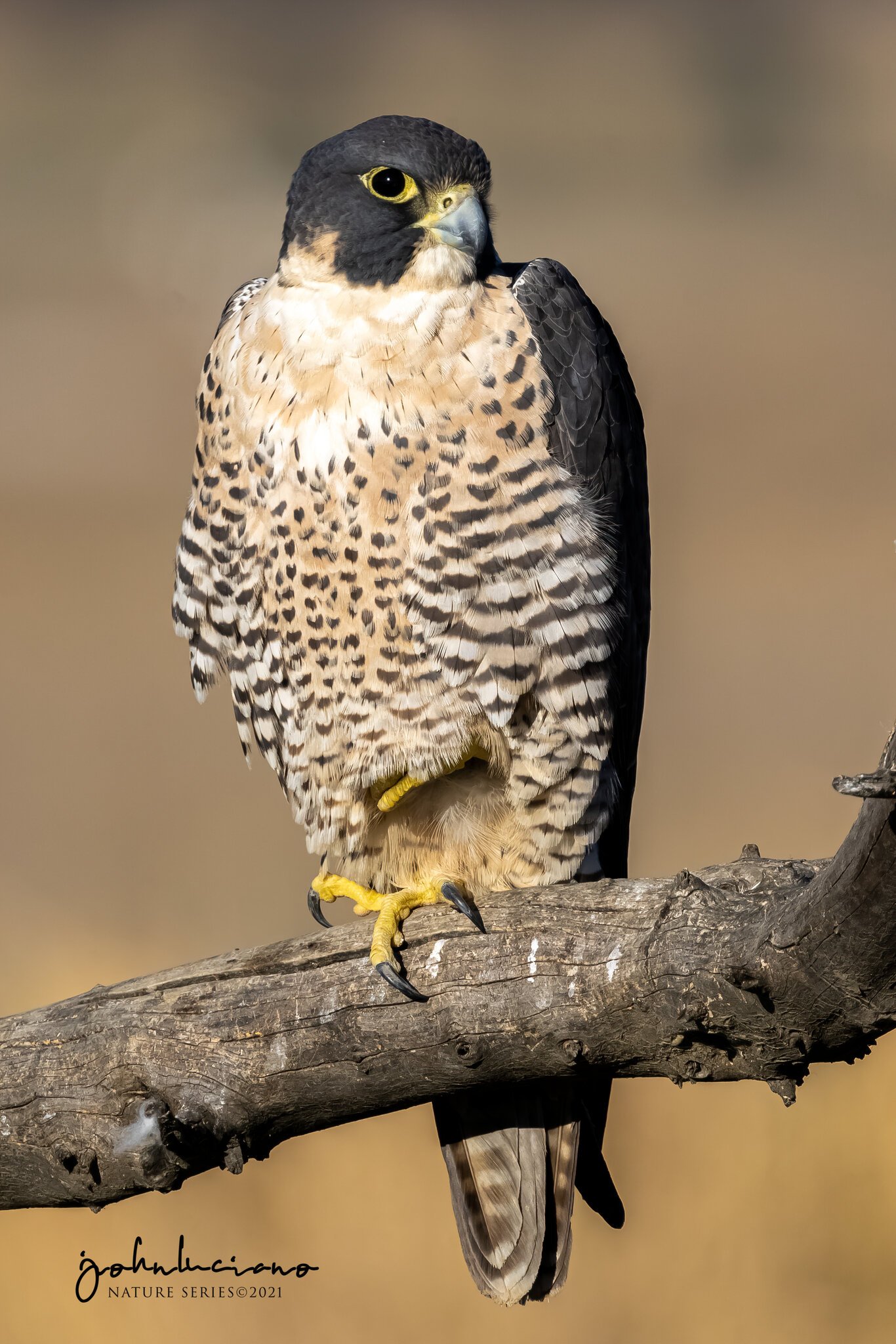 _peregrinefalcon.jpg | Canon RF Shooters Forums