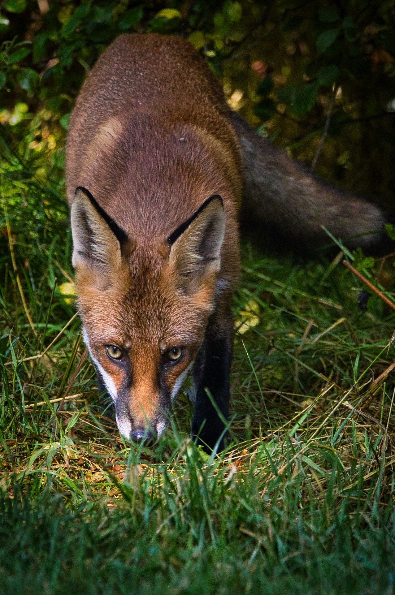 A sly look | Canon RF Shooters Forums