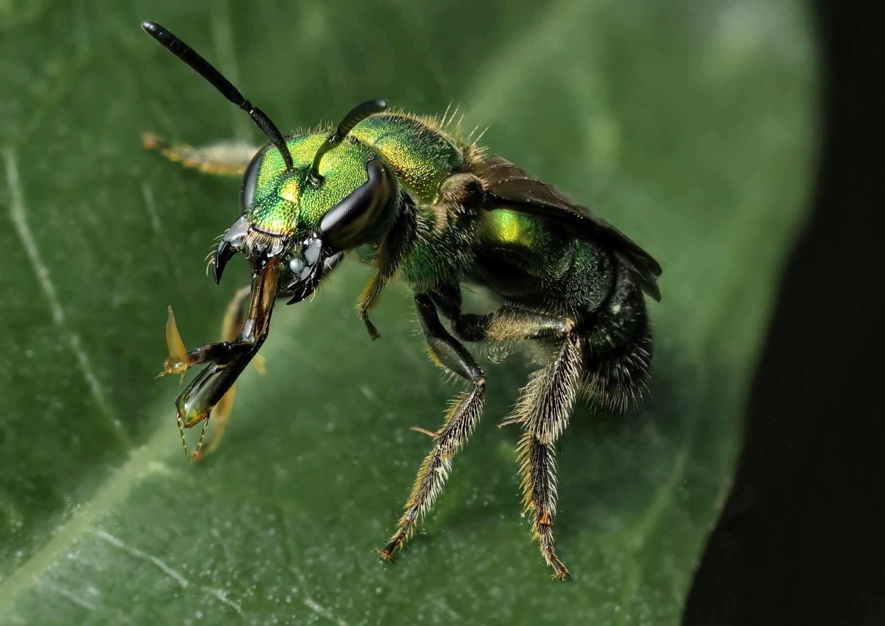 Alien Invasion | Canon RF Shooters Forums