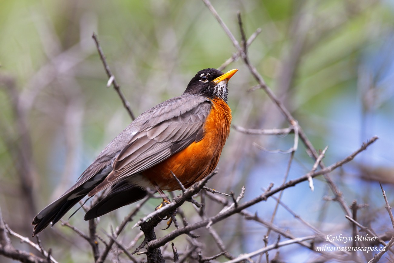 American Robin.jpg | Canon RF Shooters Forums