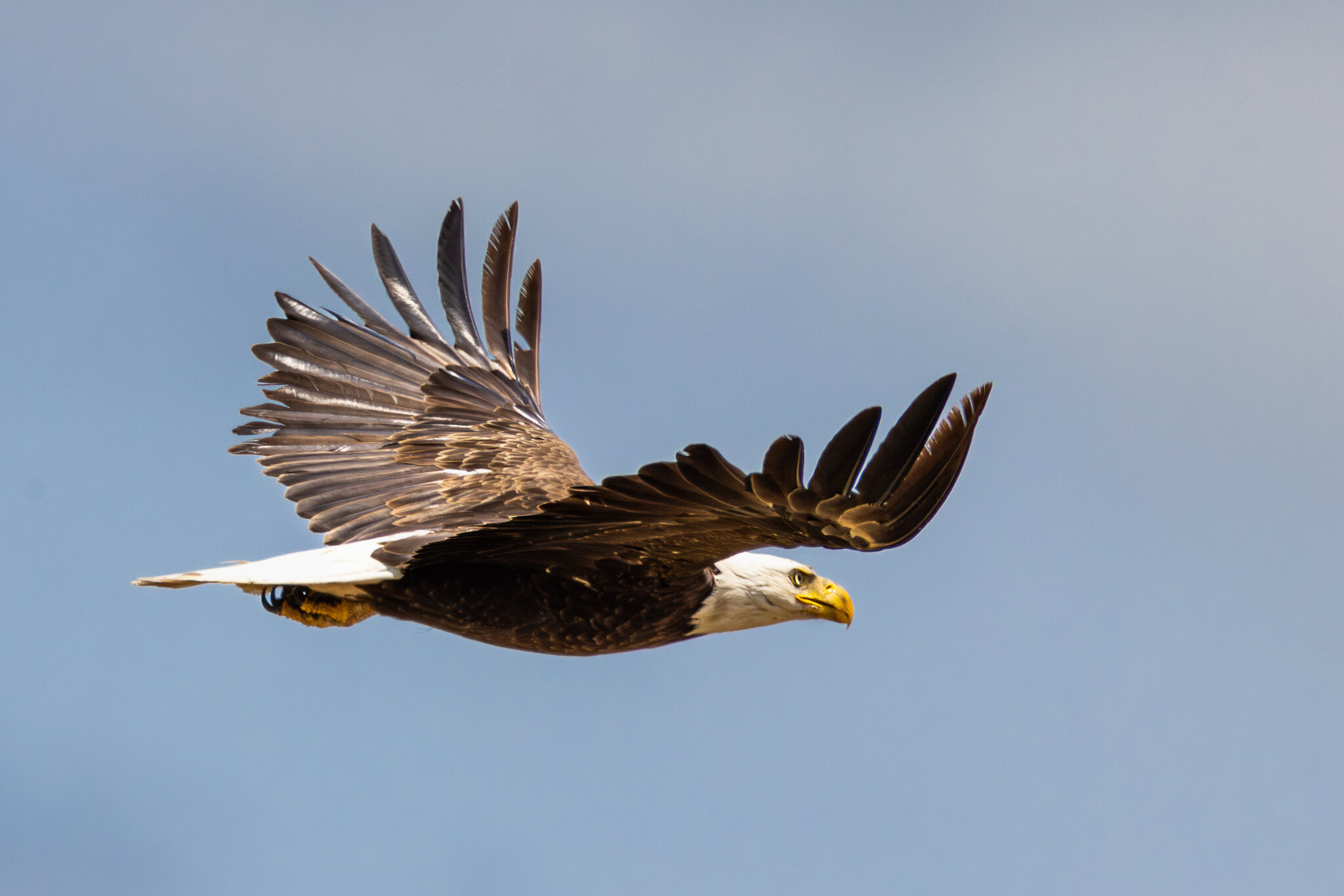Bald Eagle-1.jpg | Canon RF Shooters Forums