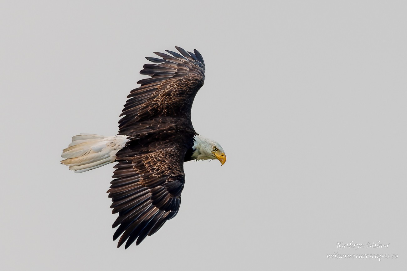 Bald Eagle-smoke blown in from forest fires.jpg | Canon RF Shooters Forums