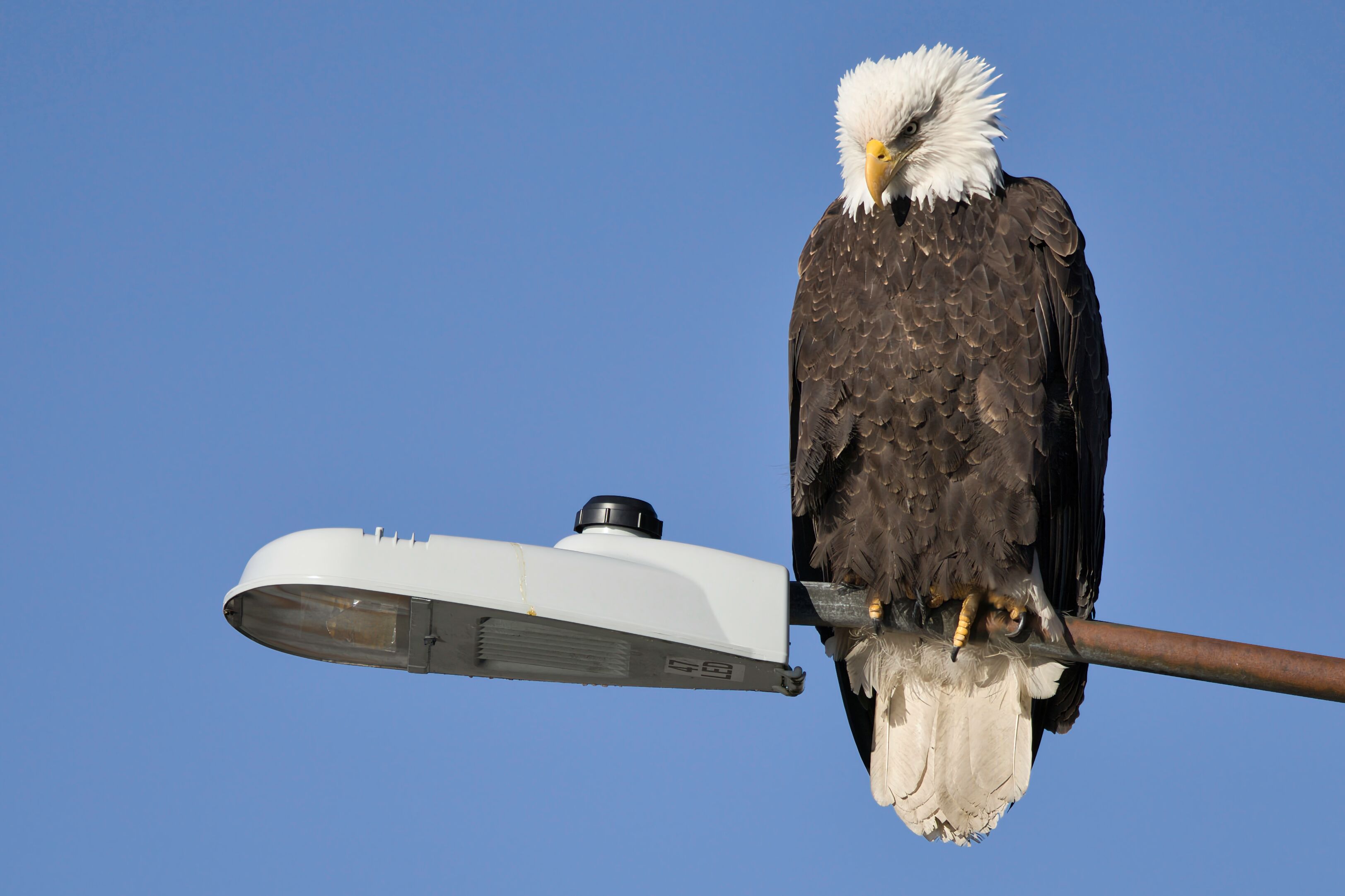Bald Eagle | Canon RF Shooters Forums