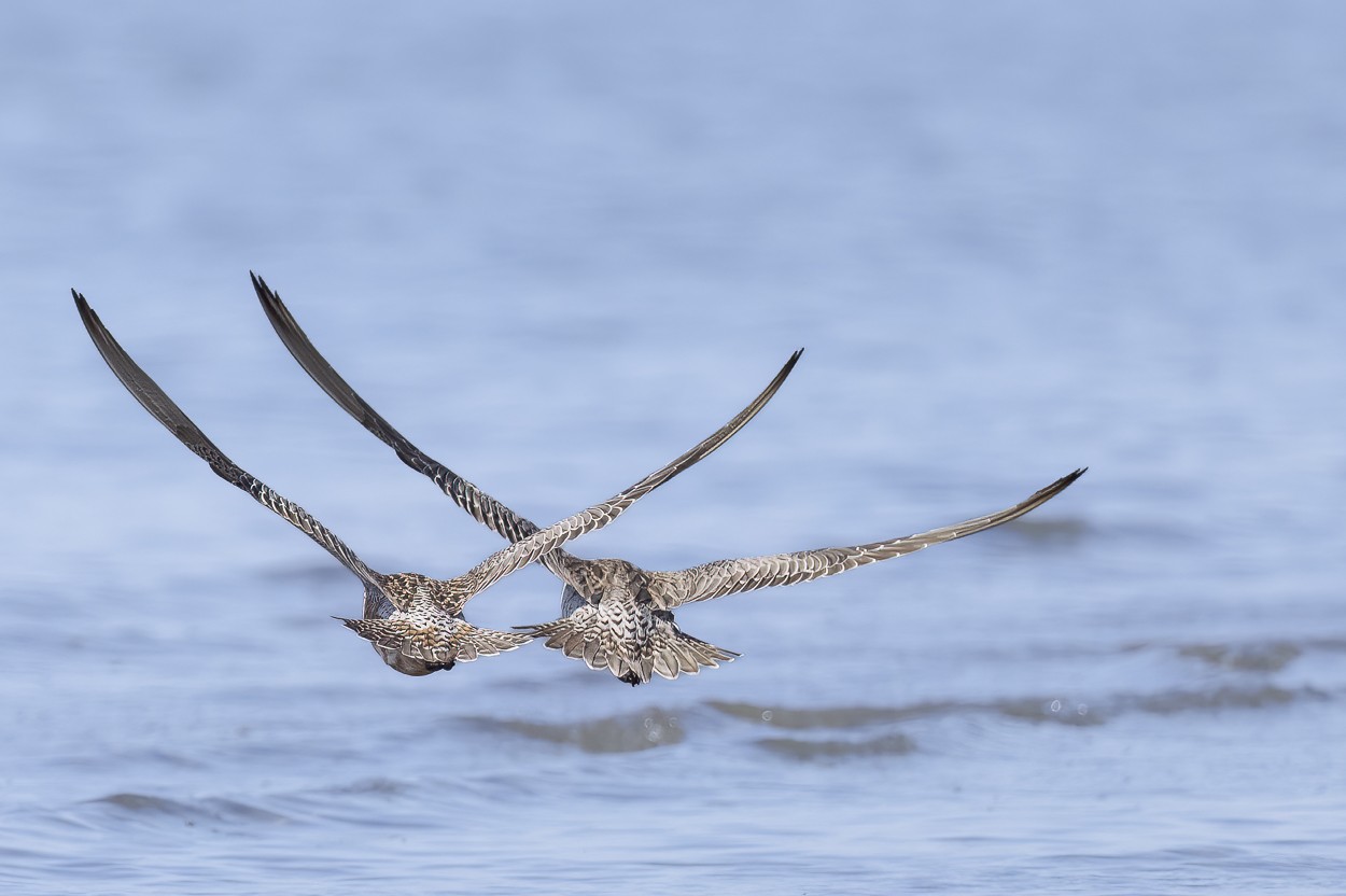Bar-tailed Godwits in Flight | Canon RF Shooters Forums