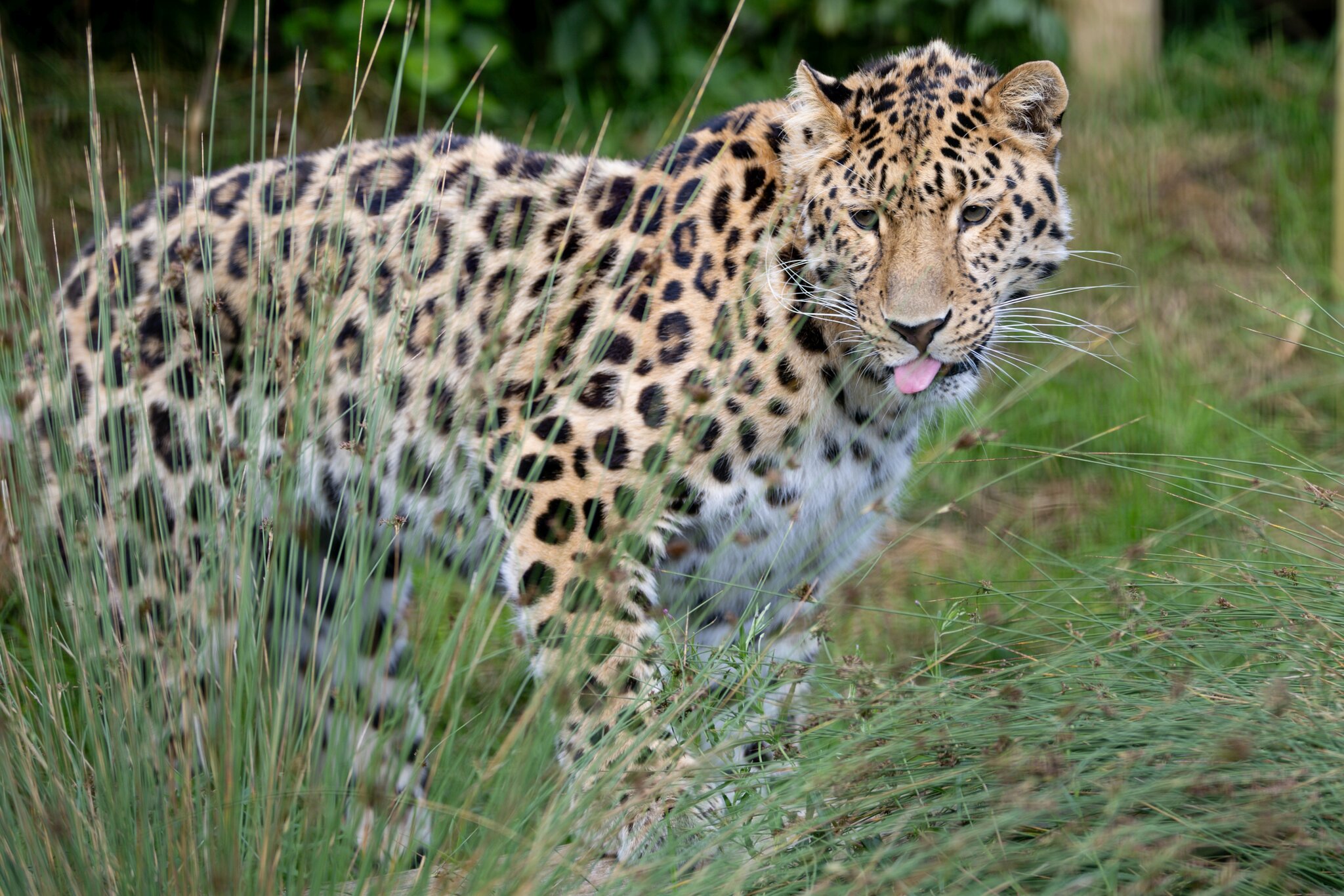 BCS 06-07-24 0012.jpg | Canon RF Shooters Forums