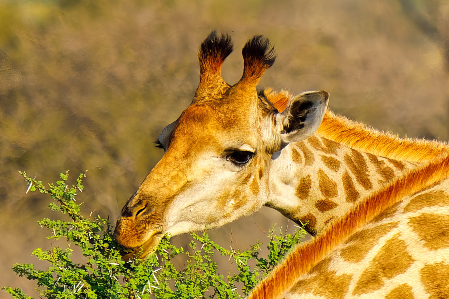 Beautiful Giraffe Face.jpg | Canon RF Shooters Forums