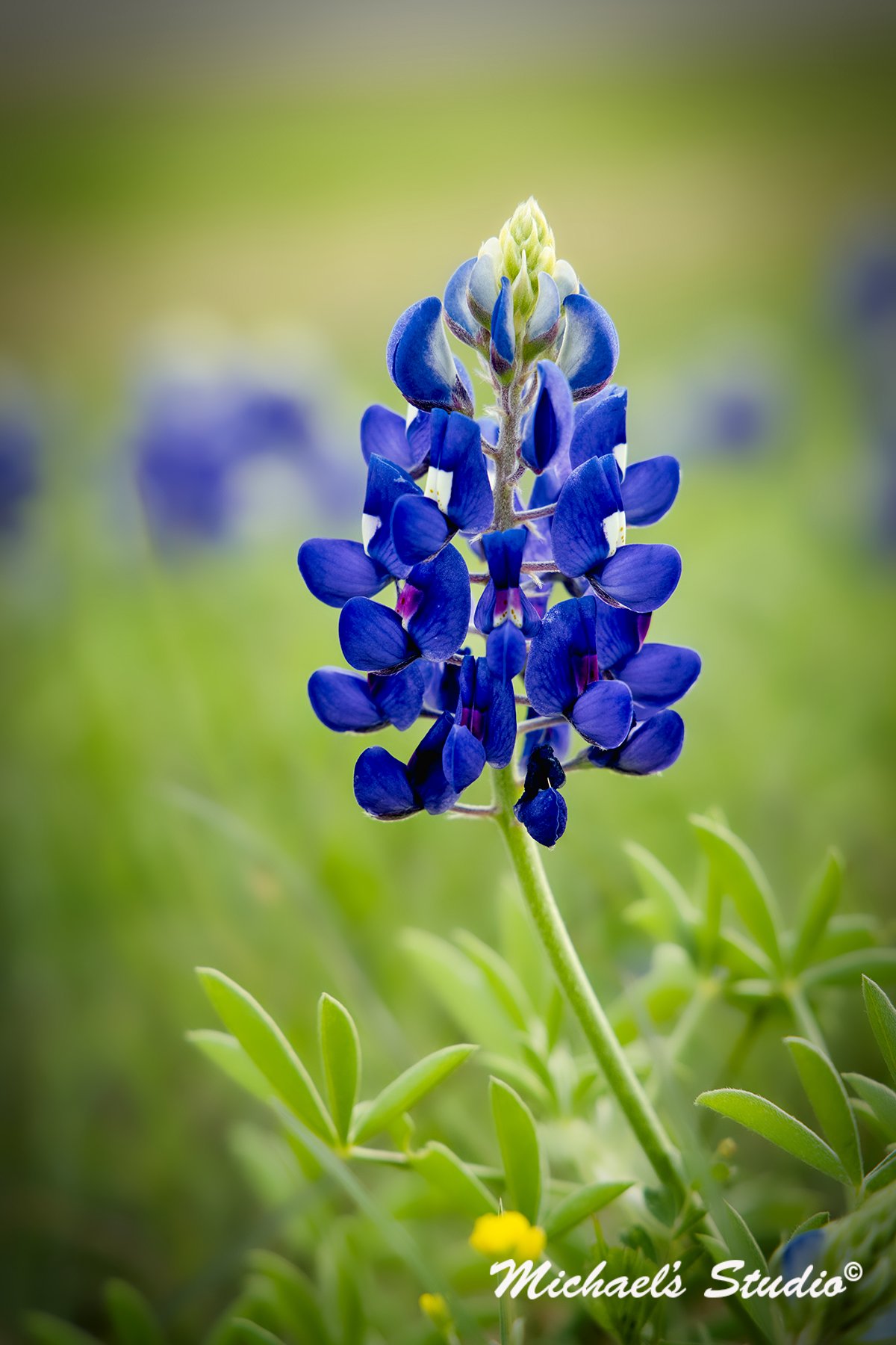 Blue bonnet.jpg | Canon RF Shooters Forums