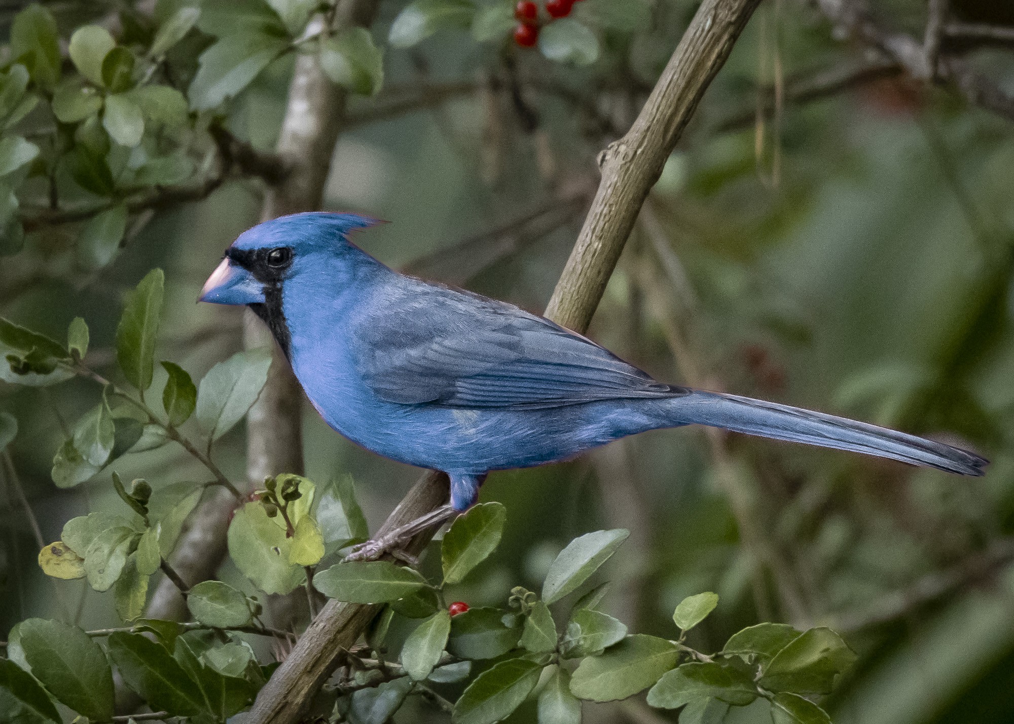 blue cardina; (4 of 1).jpg | Canon RF Shooters Forums