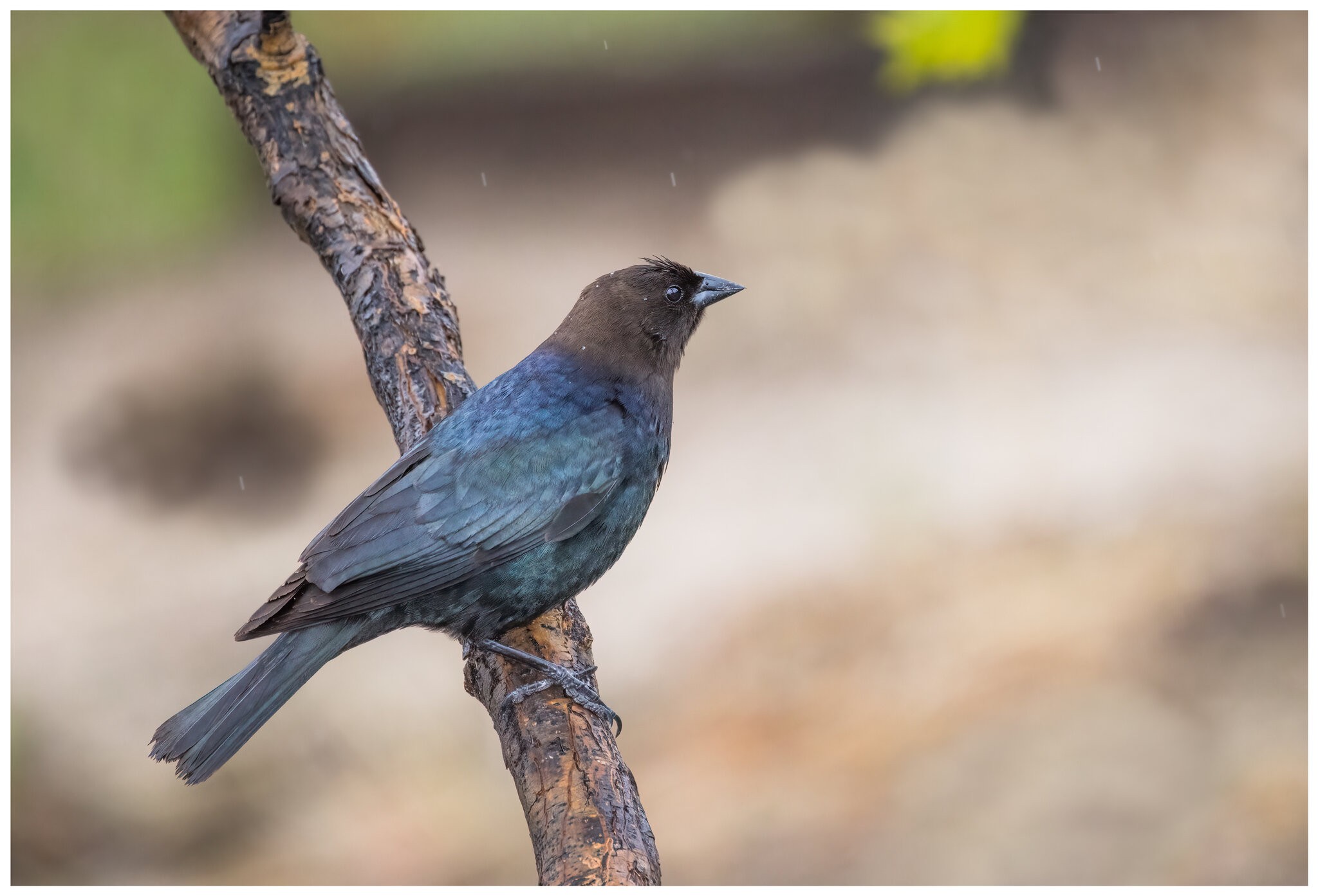 Brown-headed-Cowbird.jpg | Canon RF Shooters Forums