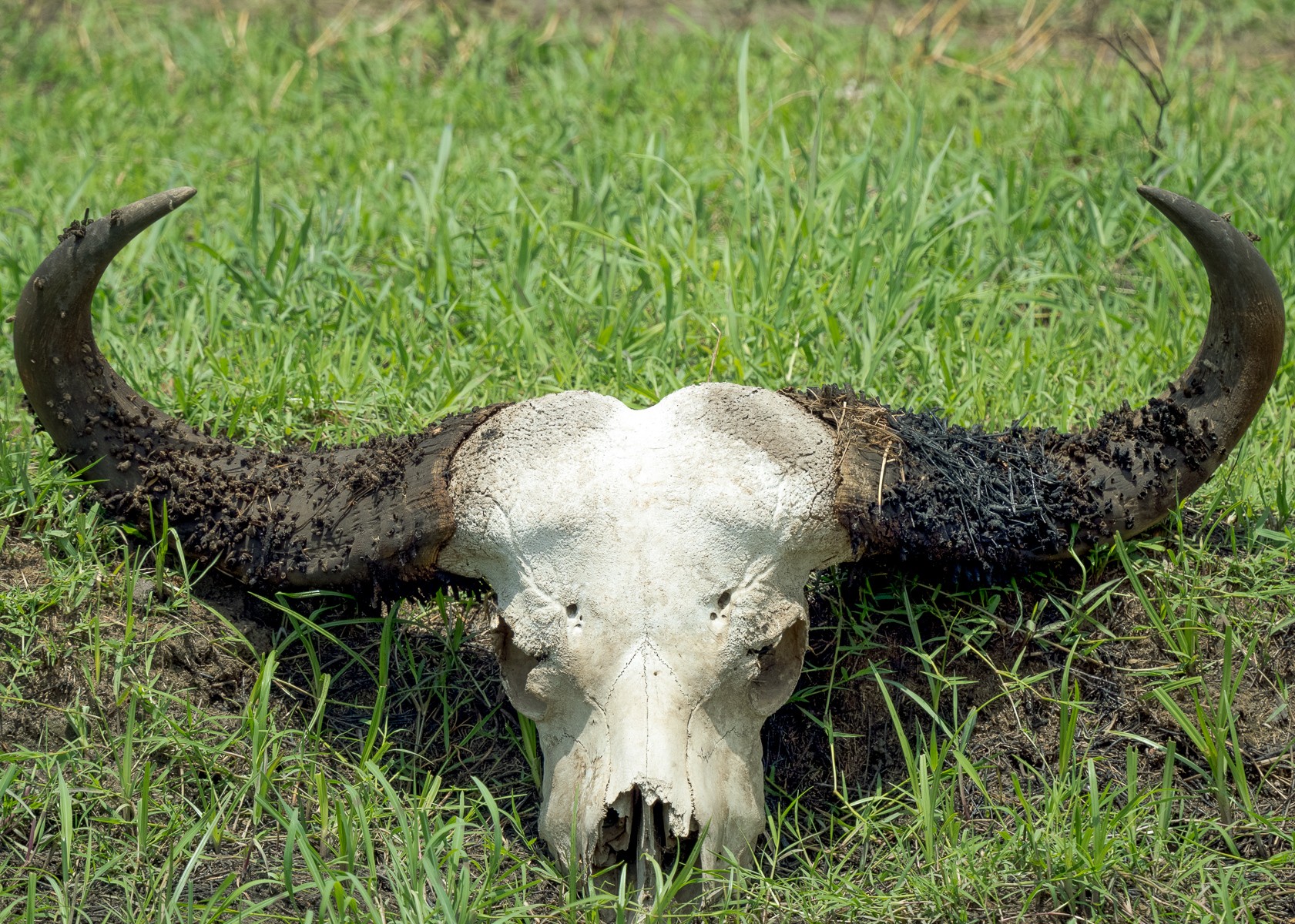 Buffalo Skull.jpg | Canon RF Shooters Forums