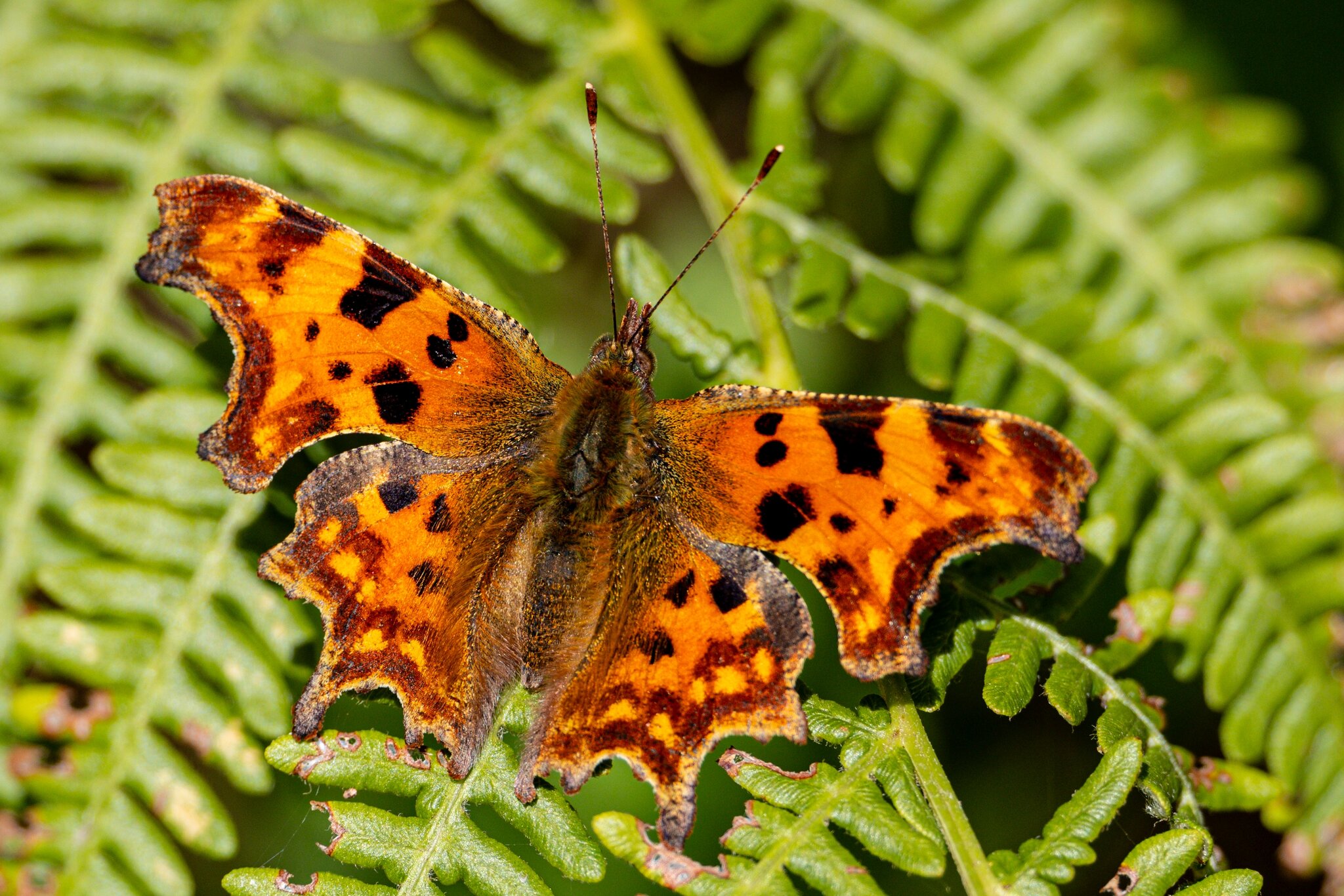 Butterfly.jpg | Canon RF Shooters Forums