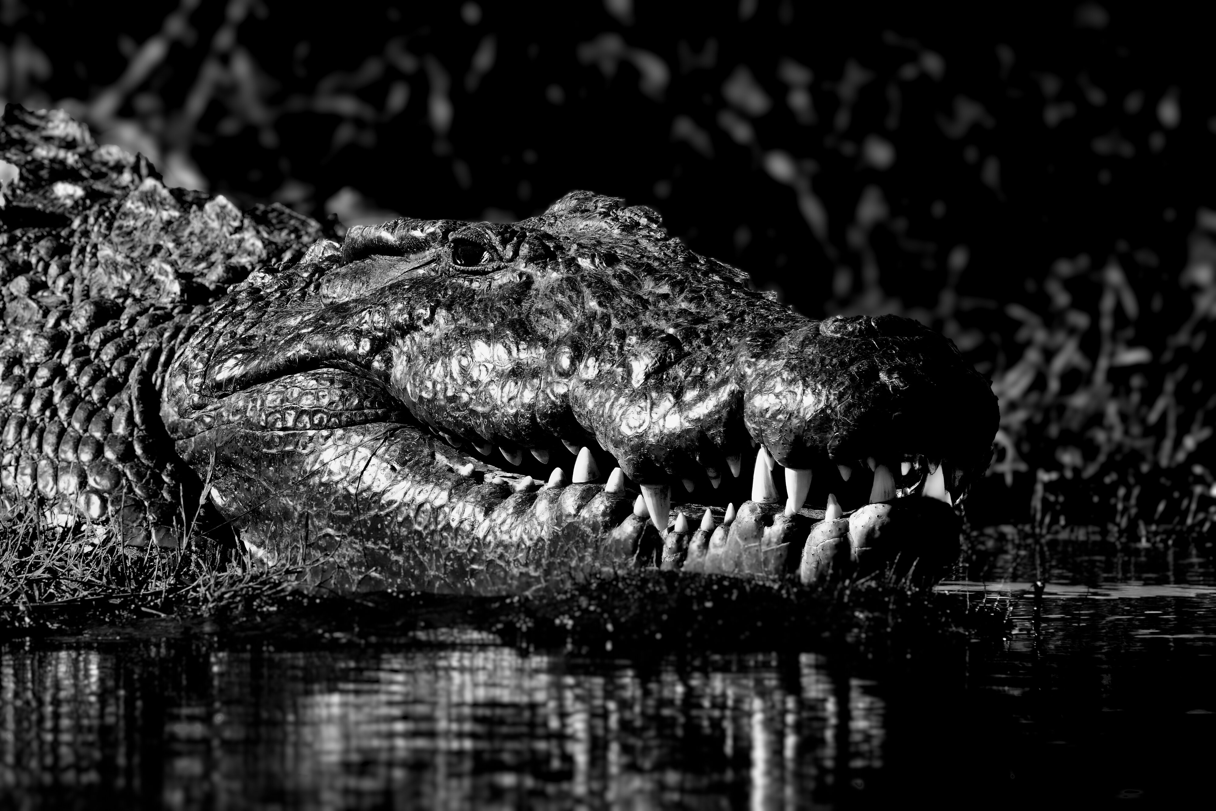 BW low key croc.jpg | Canon RF Shooters Forums