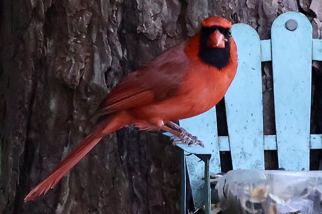 Cardinal 1.jpeg | Canon RF Shooters Forums