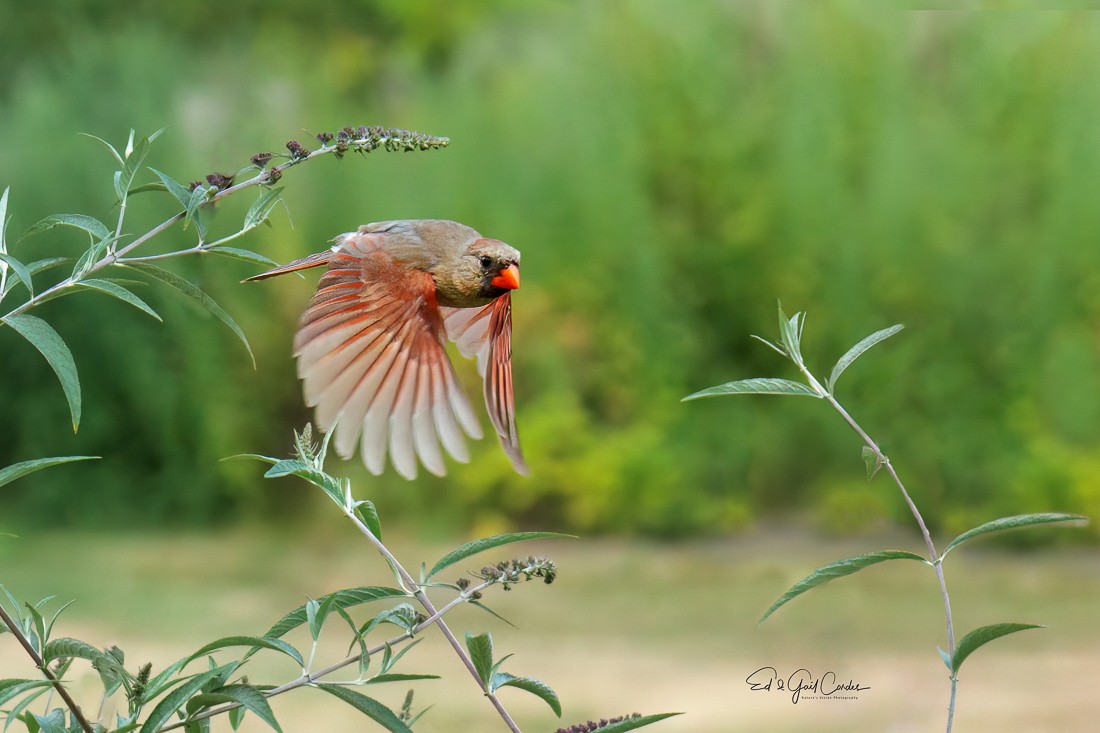 Cardinal In Flight | Canon RF Shooters Forums
