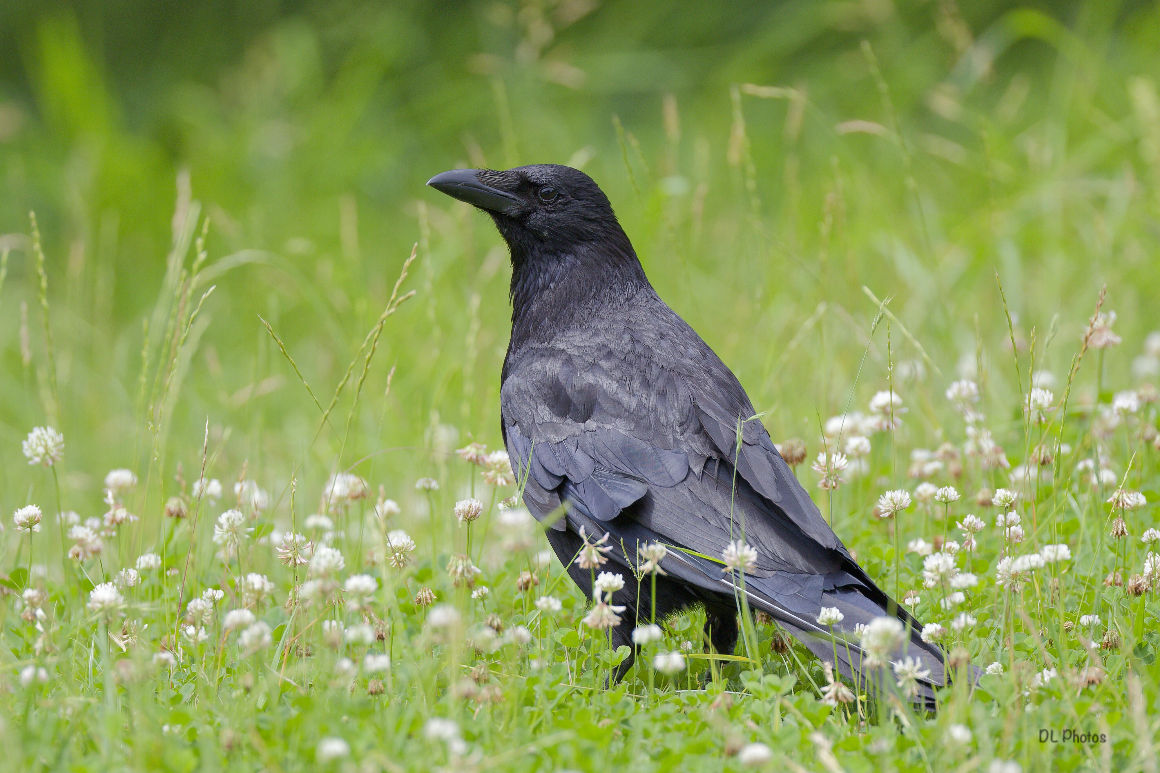 Carrion Crow | Canon RF Shooters Forums