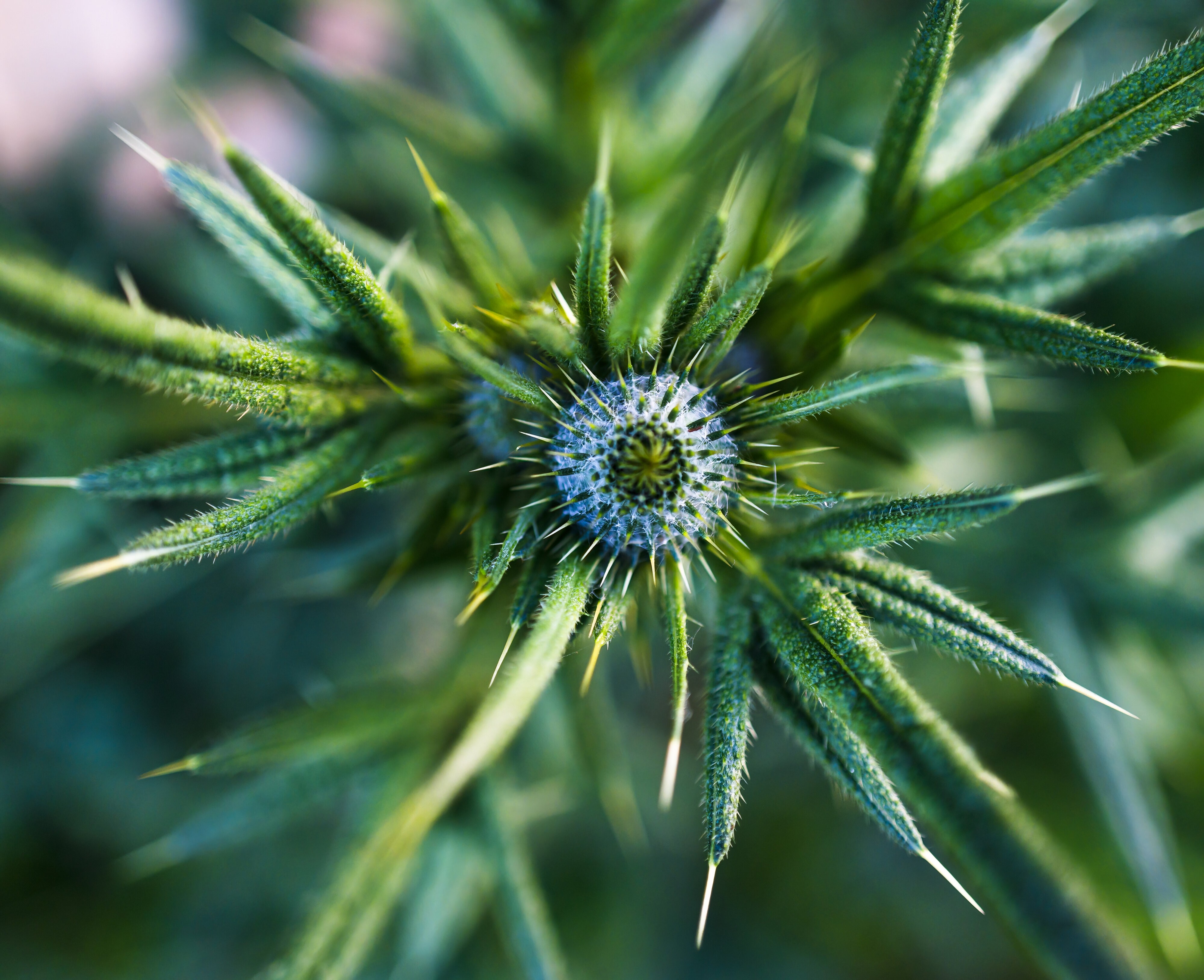 CB92B5A8-1A60-4AF4-844B-9E1BF517D469.jpeg | Canon RF Shooters Forums