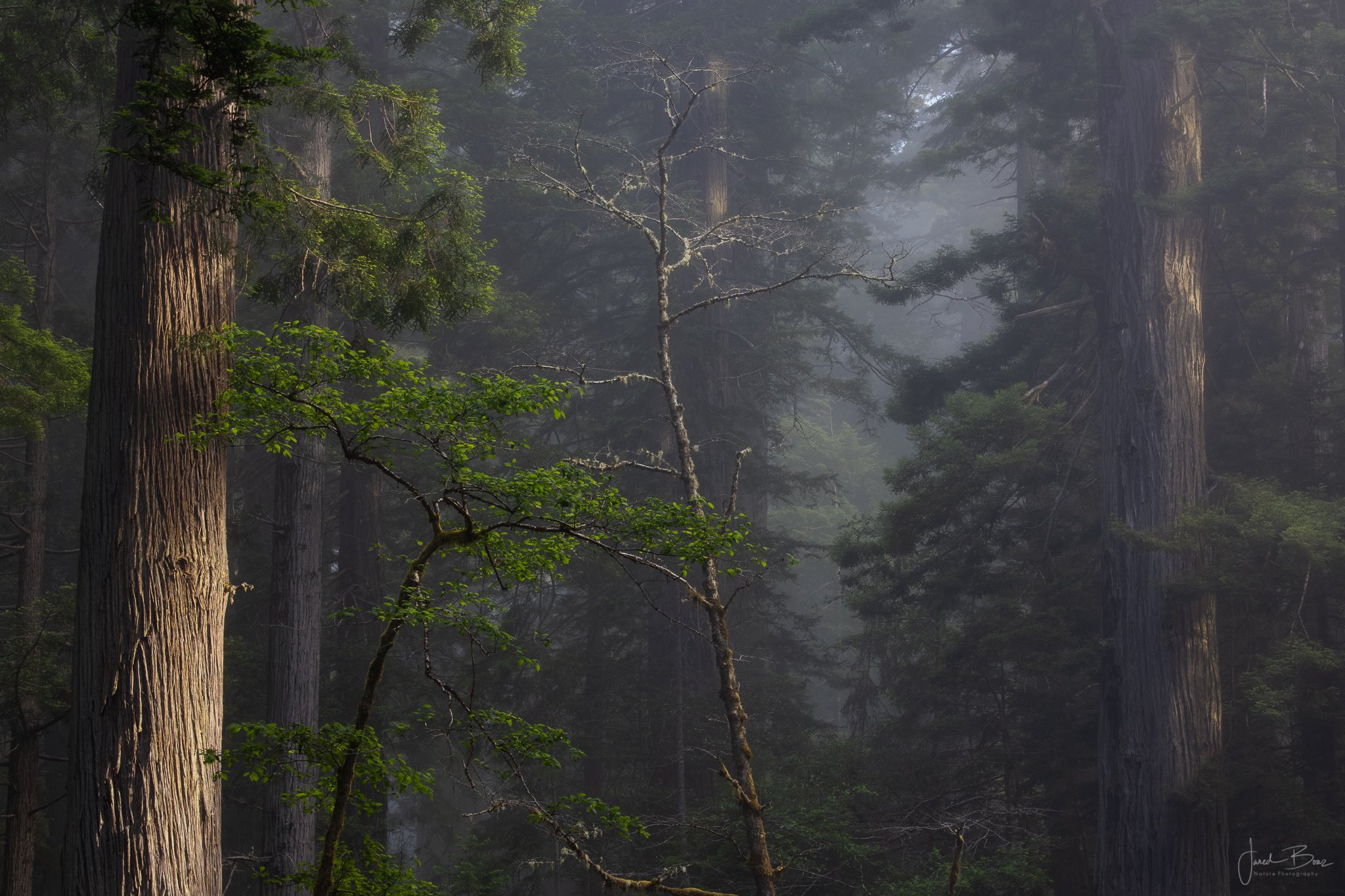 Celestial 2021 | Canon RF Shooters Forums