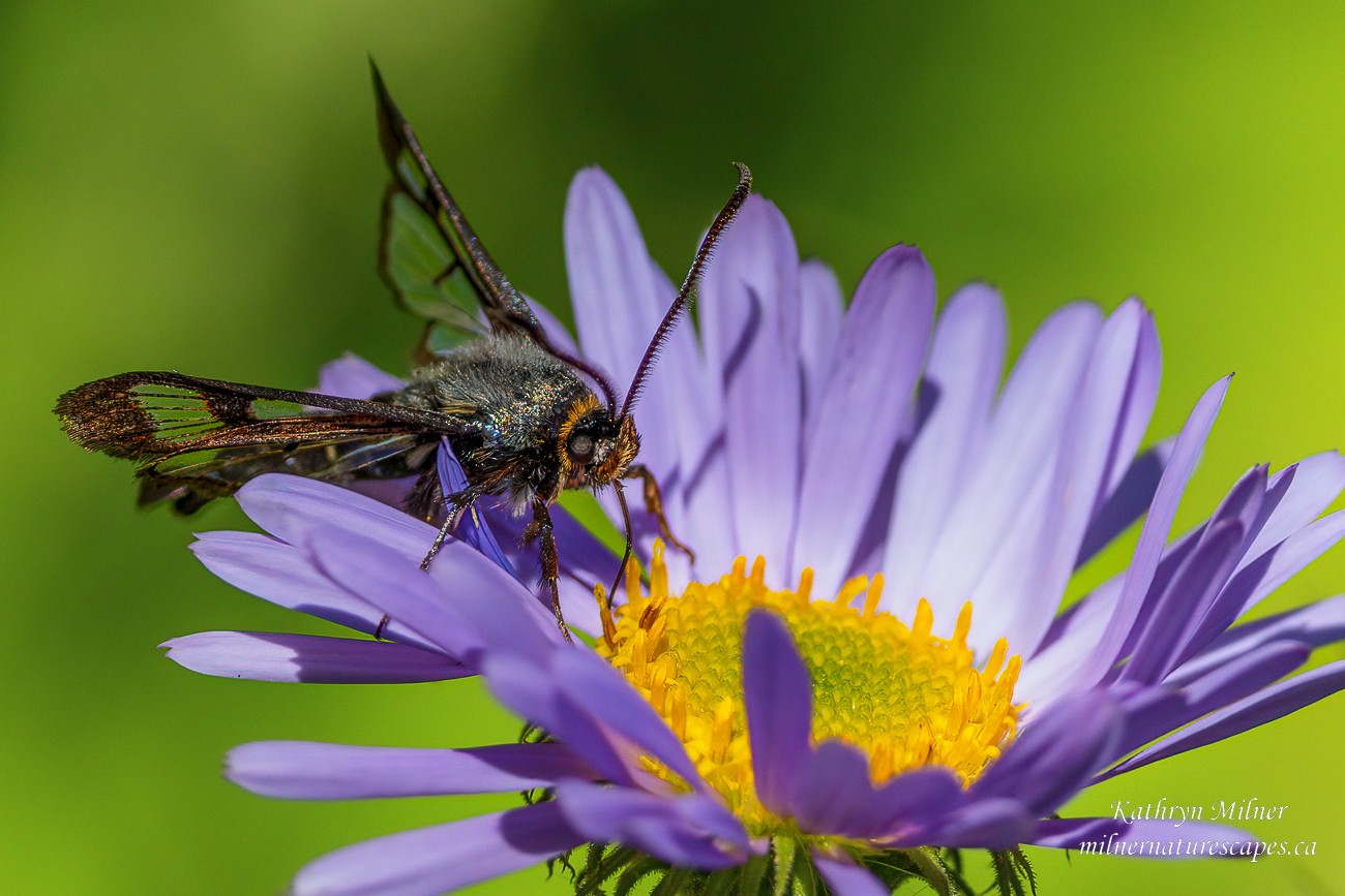 Clearwing Moth.jpg | Canon RF Shooters Forums