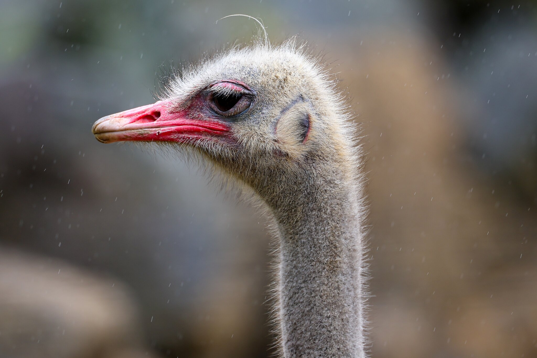 Colchester Zoo 25-05-24 0080.jpg | Canon RF Shooters Forums