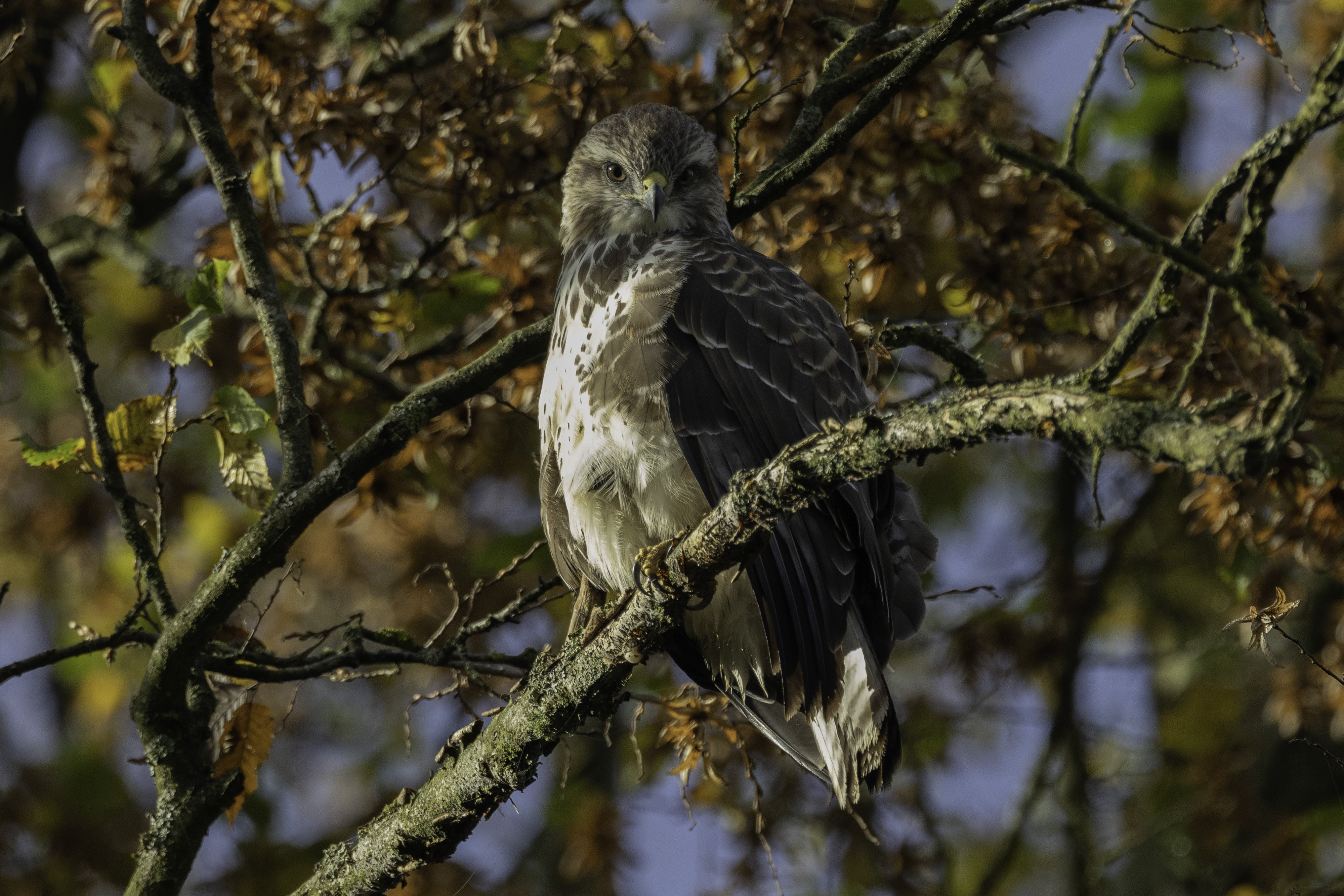 Common Buzzard | Canon RF Shooters Forums