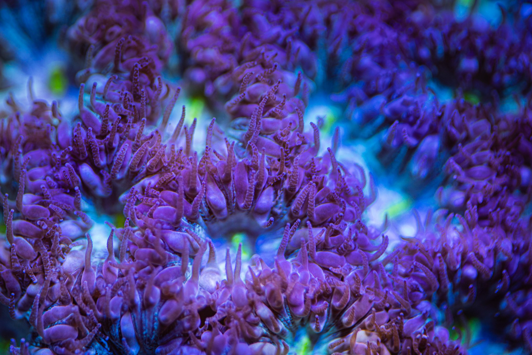 coral close up.jpg | Canon RF Shooters Forums