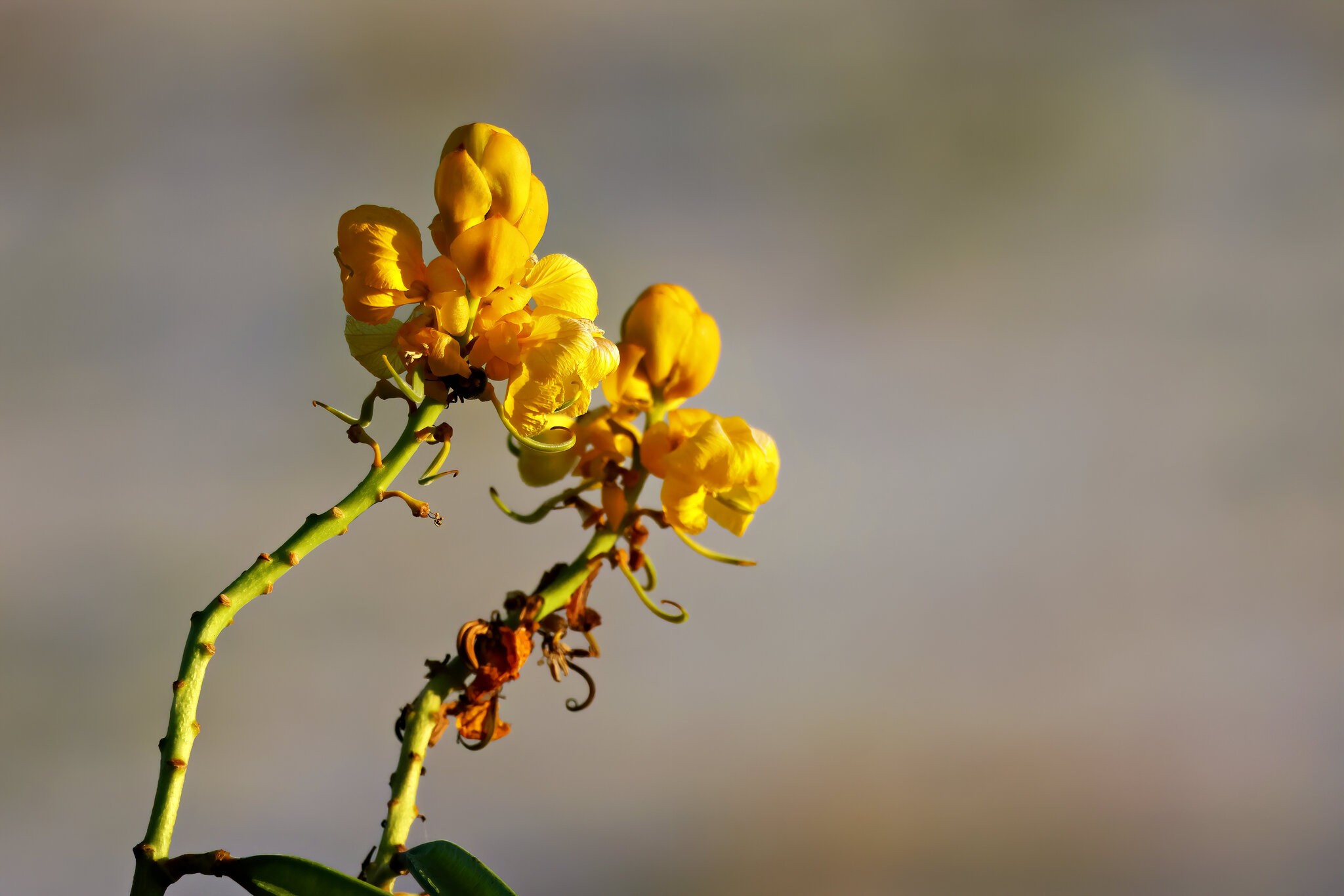 CR7_1415.jpg | Canon RF Shooters Forums