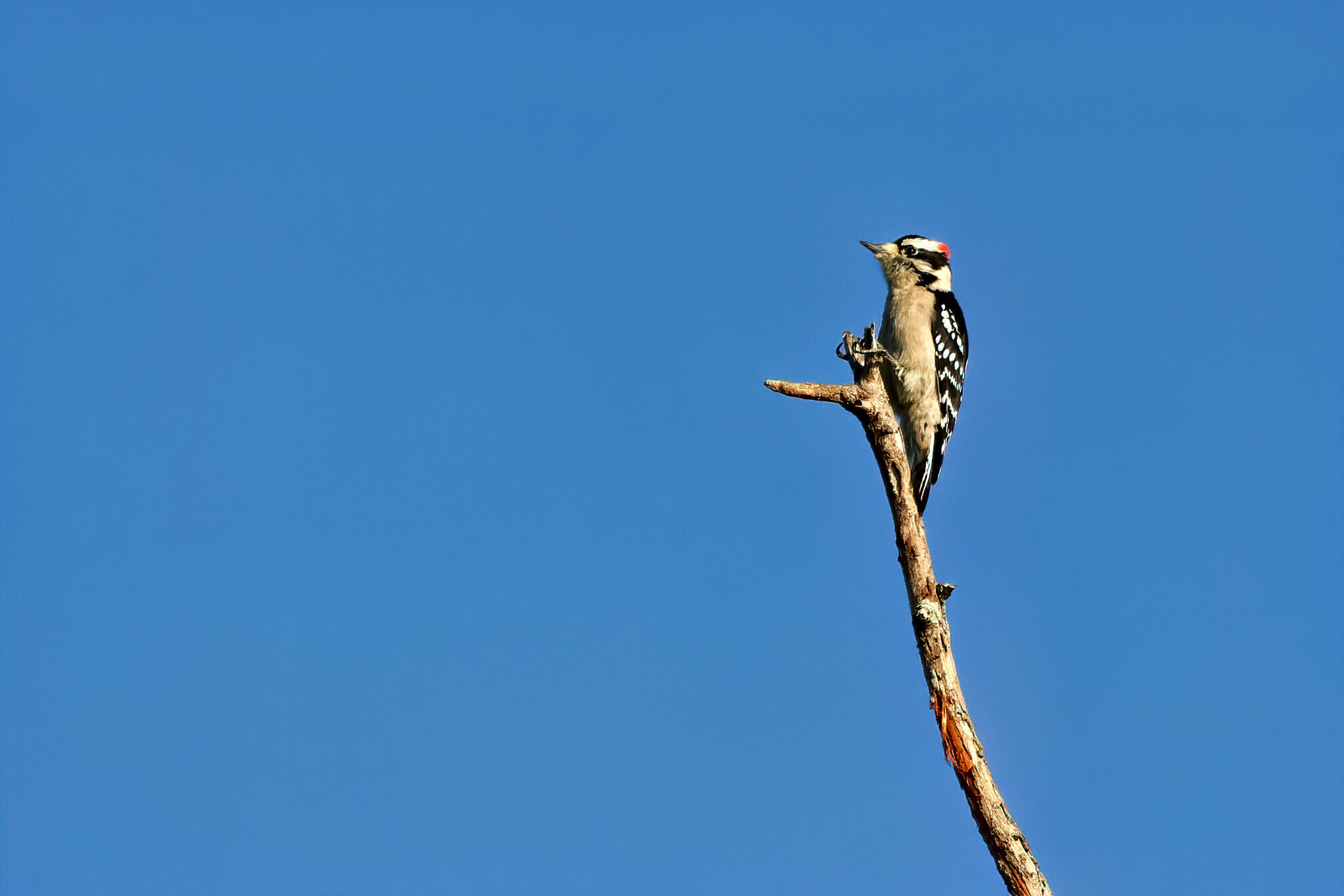 CR7_4821.jpg | Canon RF Shooters Forums