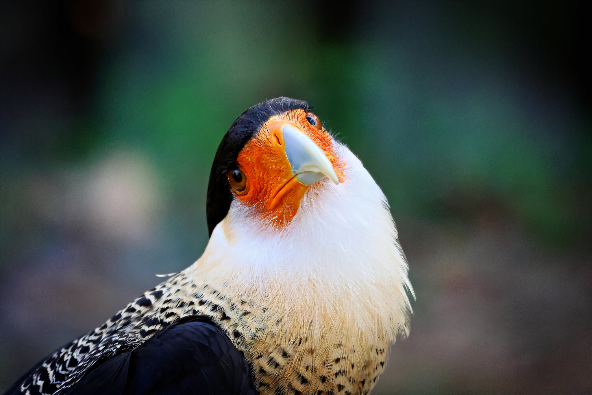 CR7_5071.jpg | Canon RF Shooters Forums