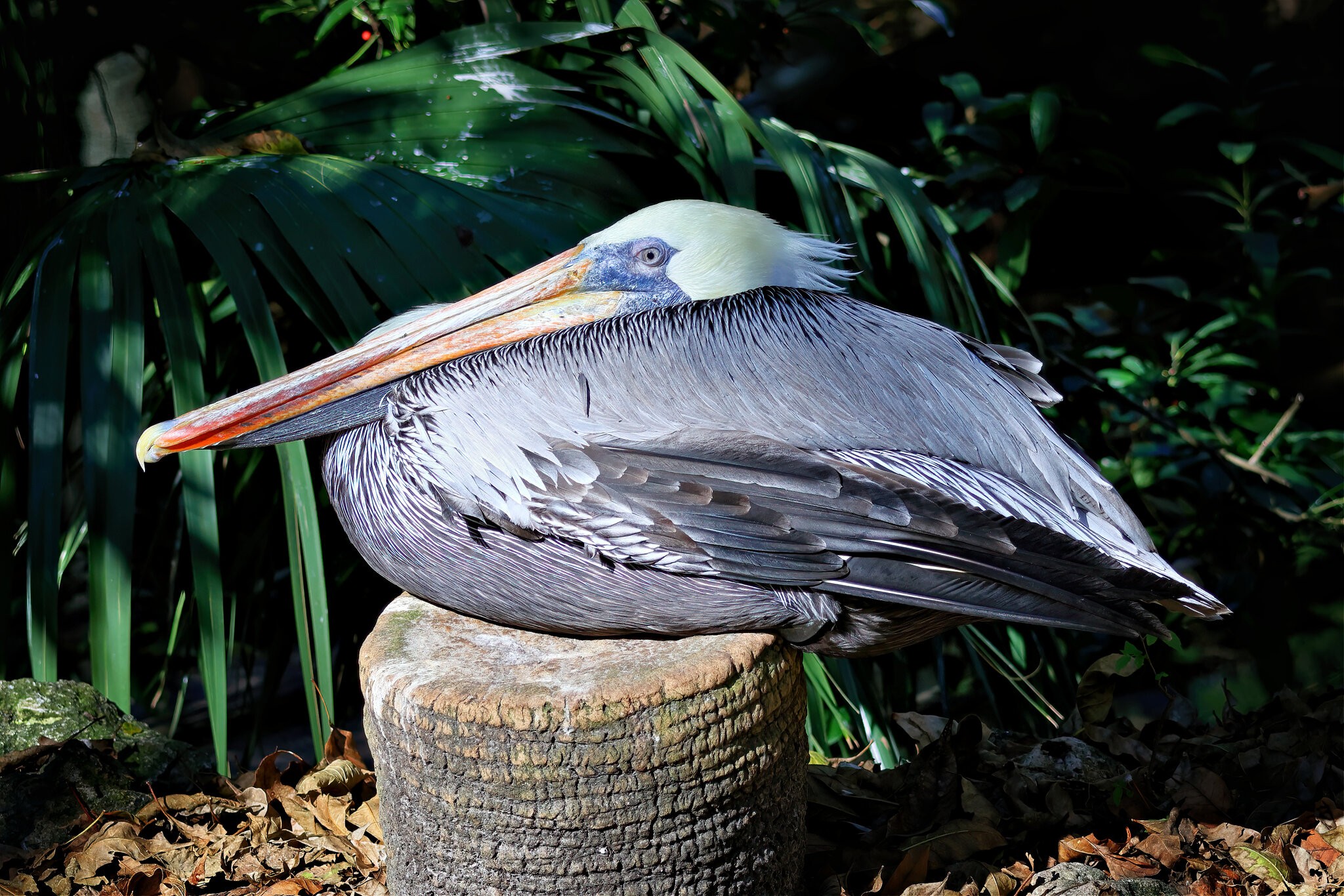 CR7_5094.jpg | Canon RF Shooters Forums