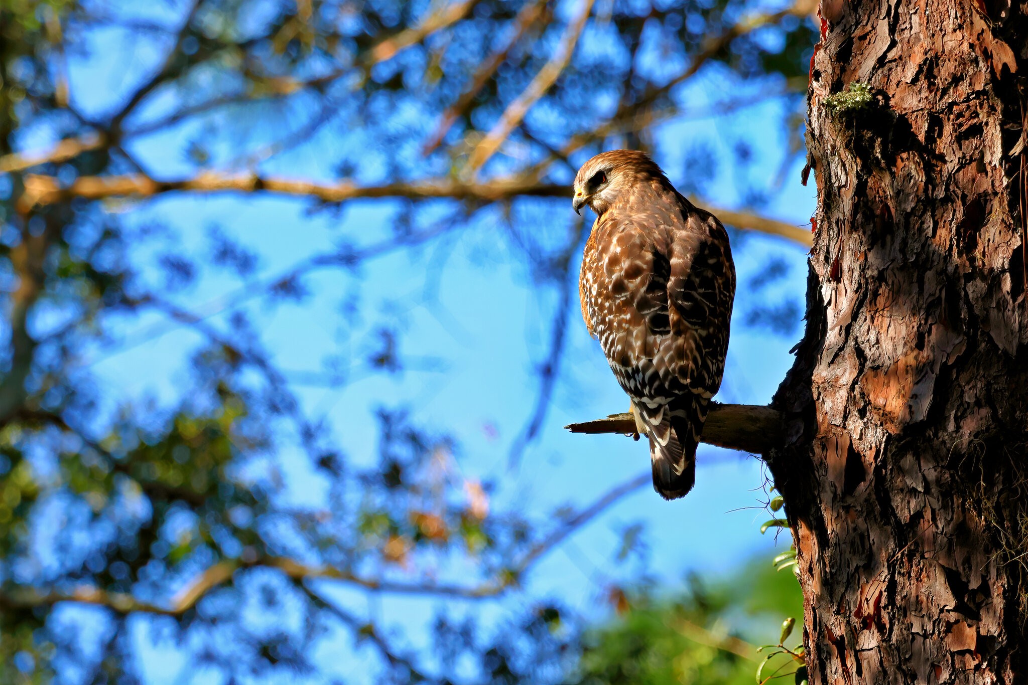 CR7_6018.jpg | Canon RF Shooters Forums