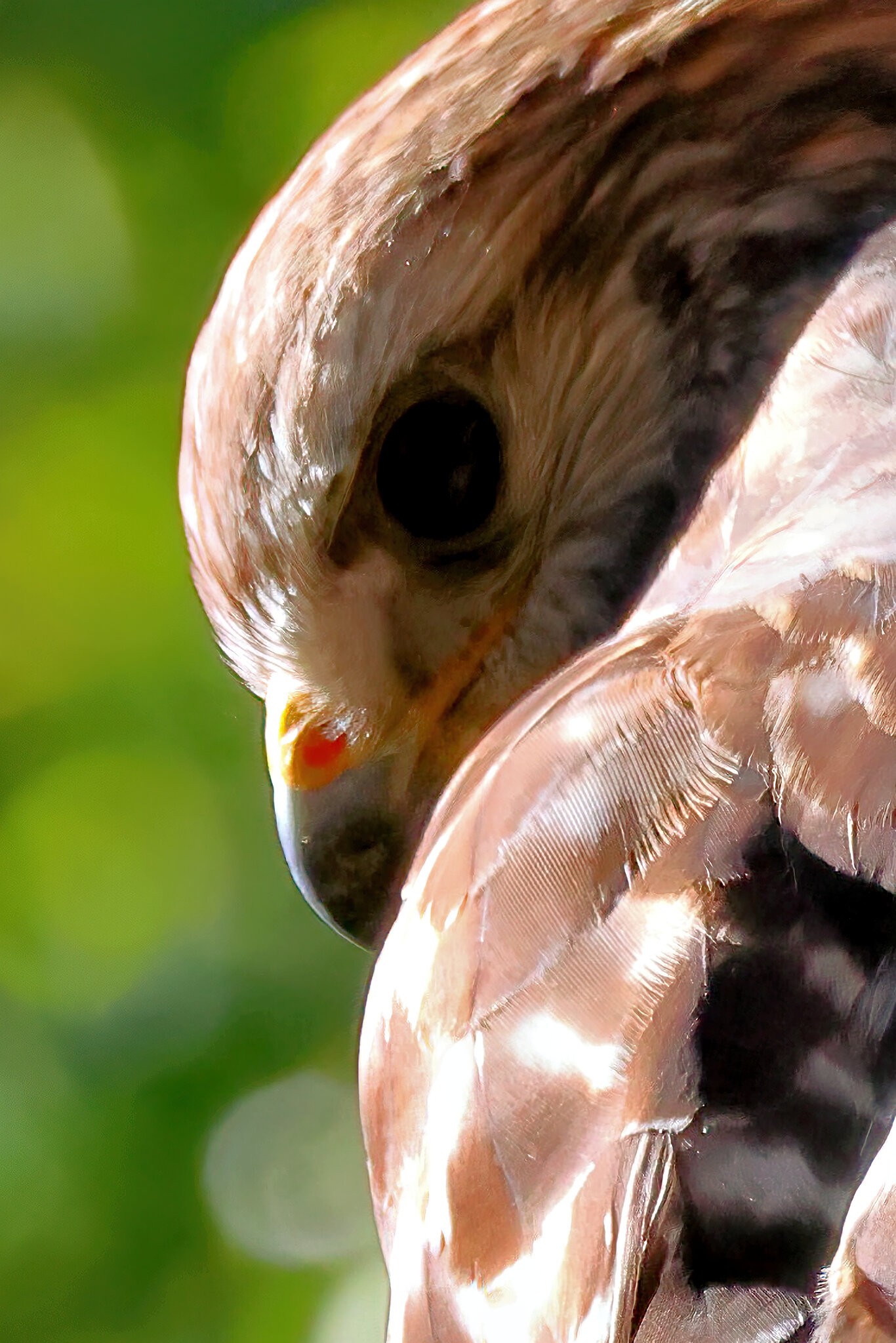 CR7_6027Crop.jpg | Canon RF Shooters Forums