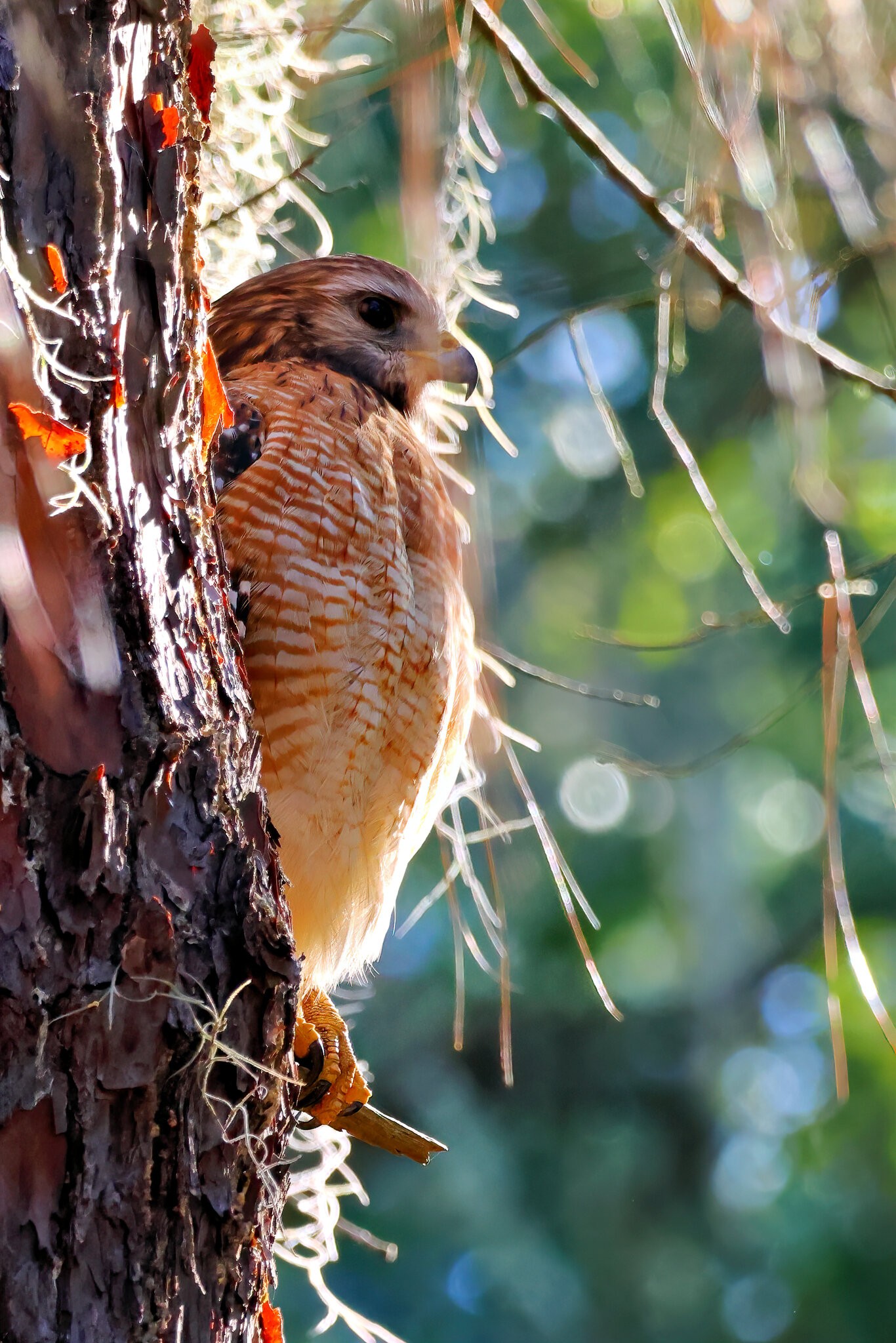 CR7_6031.jpg | Canon RF Shooters Forums