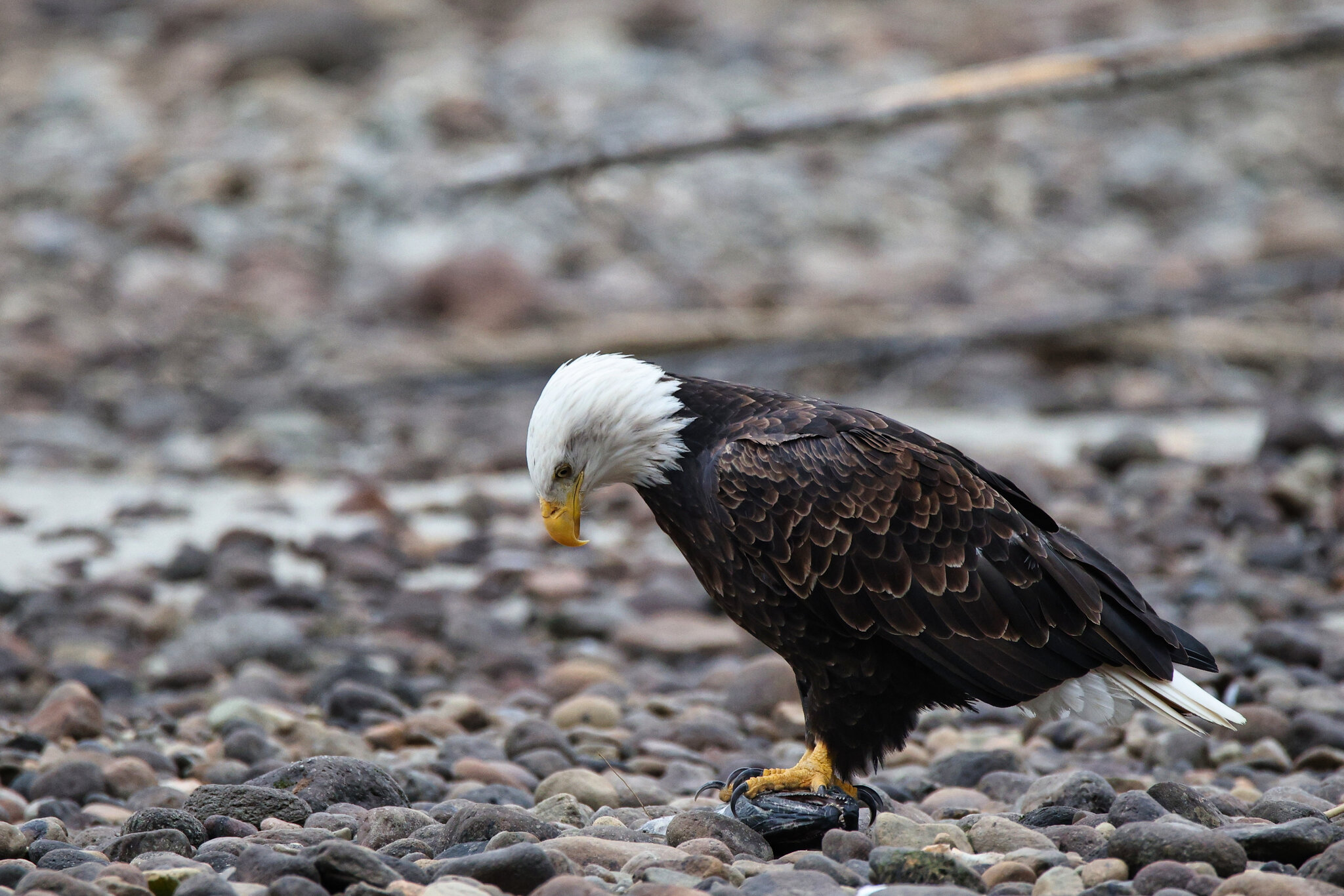 CSP_1323 Brackendale.jpg | Canon RF Shooters Forums